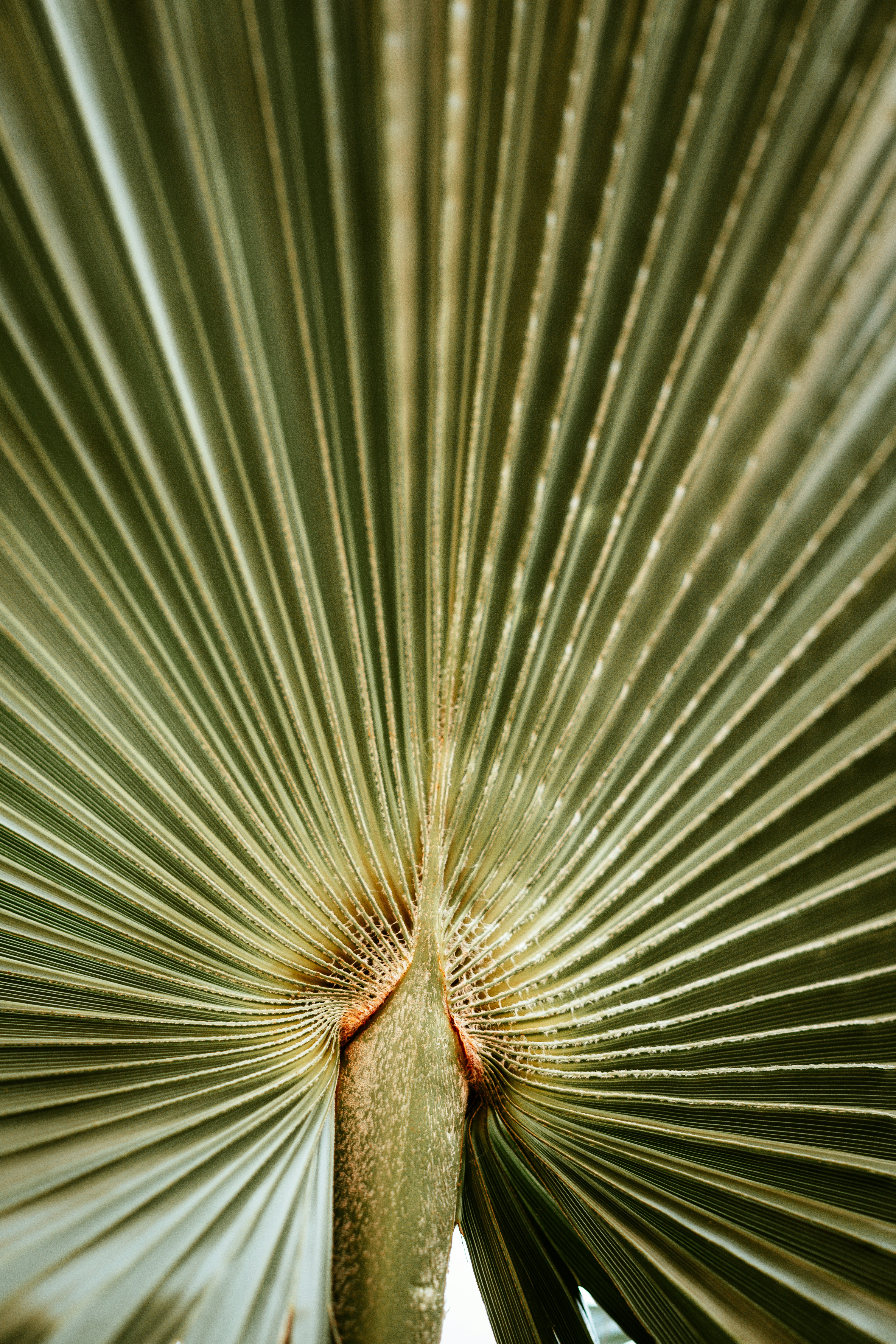 Convergence in Green: Macro Portrait of a Palm Frond