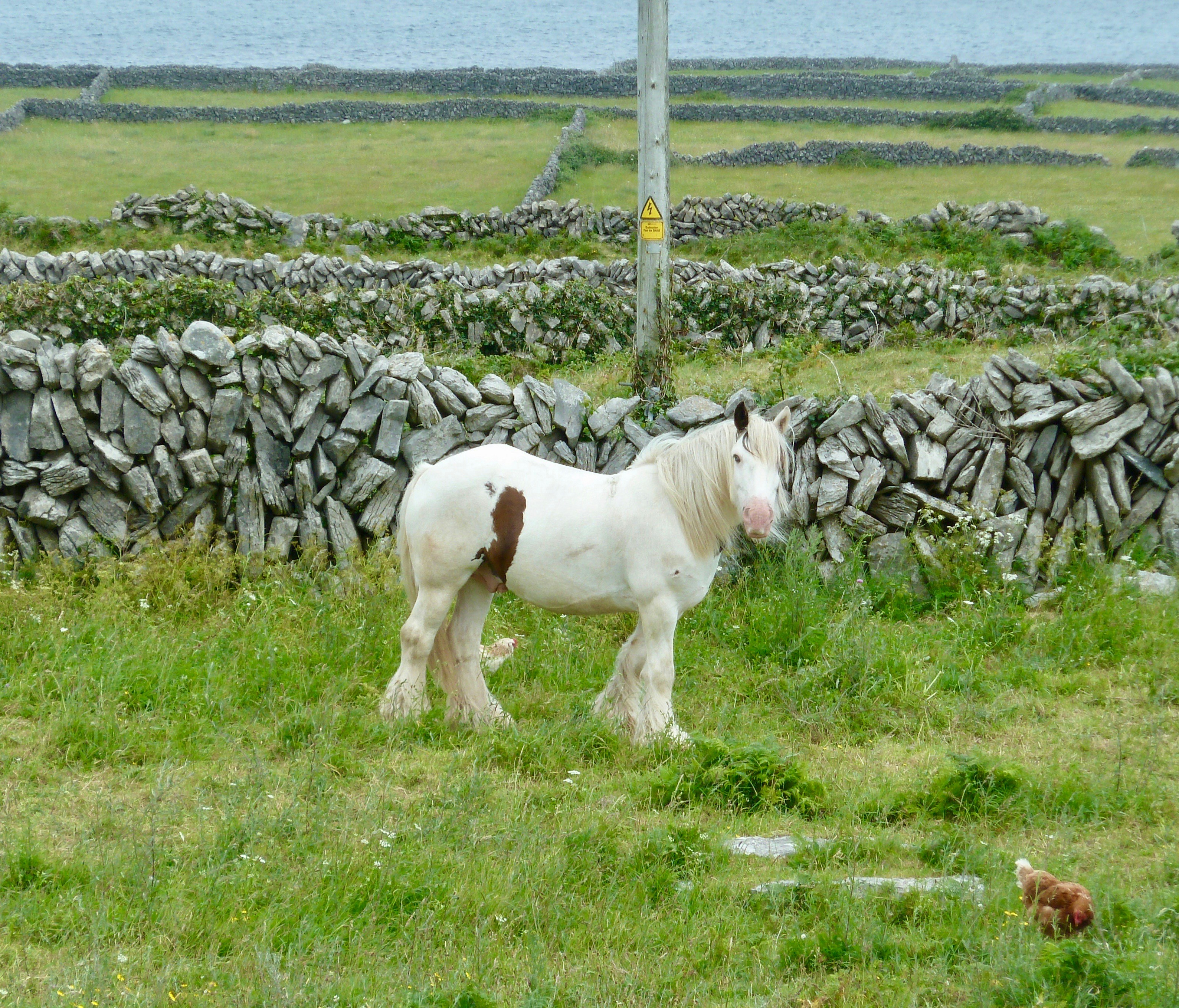 A white horse with brown patches stands in a lush green field surrounded by stone walls, with a distant coastline visible. A small dog is seen nearby.