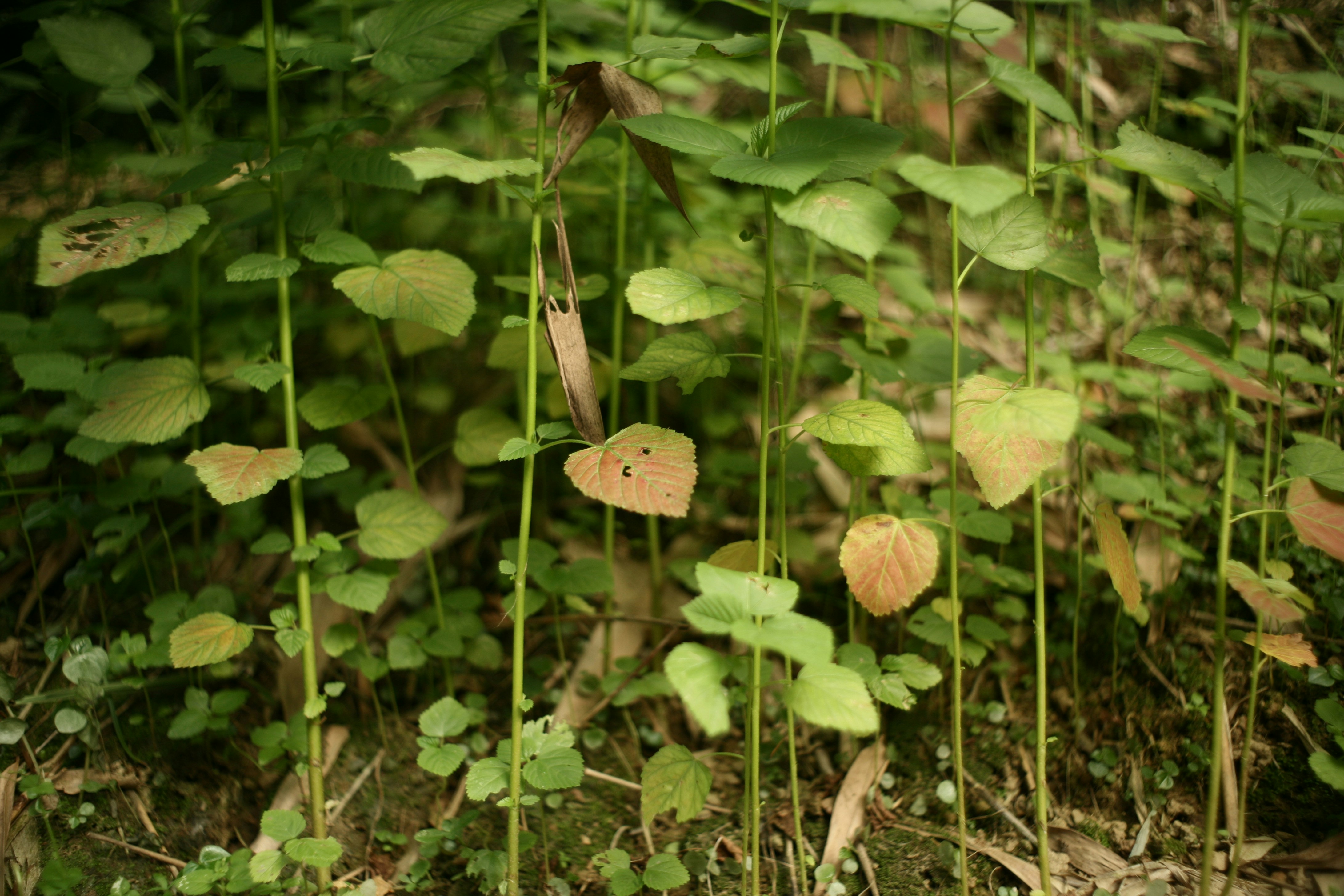 brown butterfly on green plant