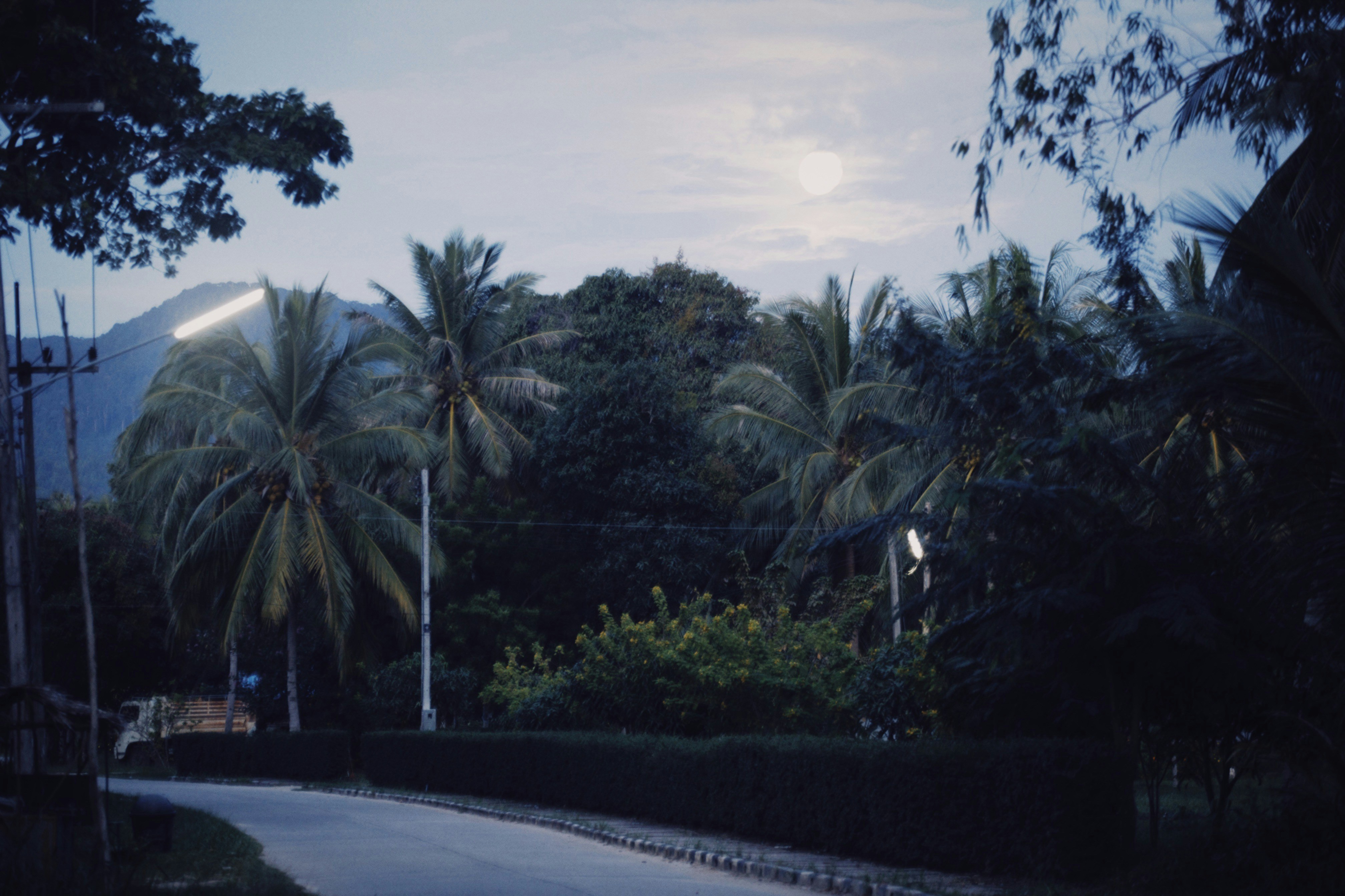 green palm trees beside road during daytime