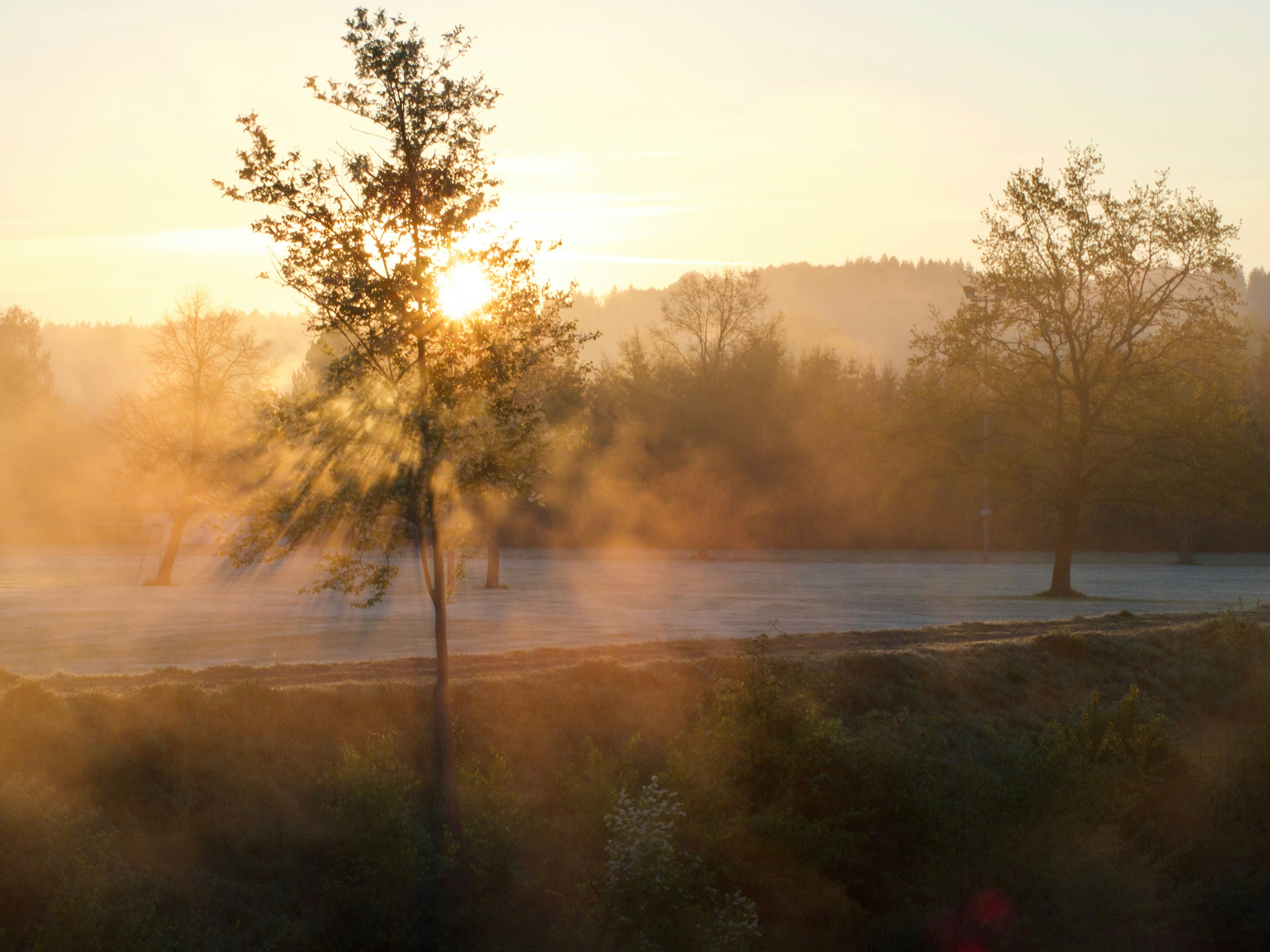 Dawn Over a Mist-Soft Field: Sunlight Threads Through Trees
