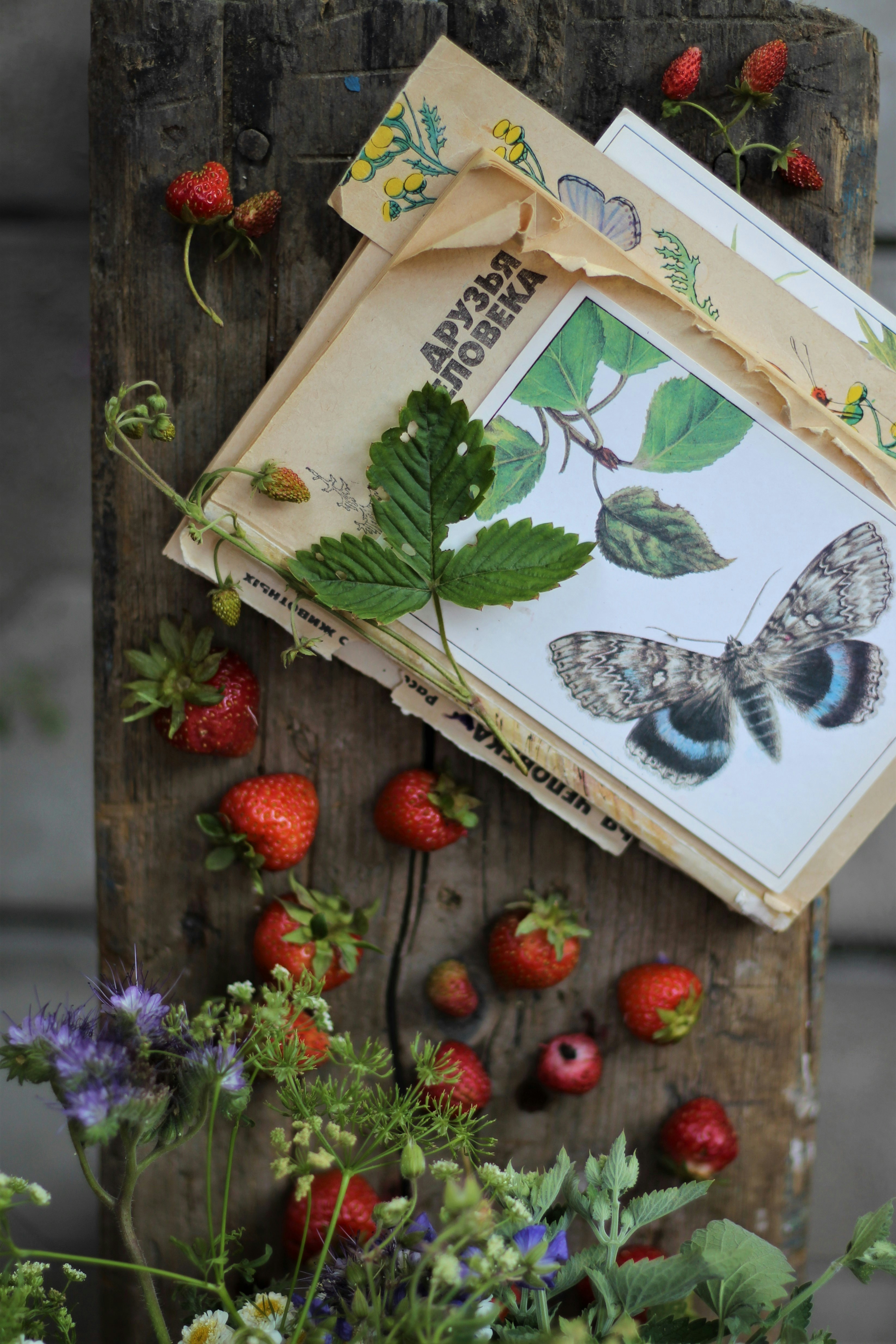 Butterfly Botanicals: a rustic study of a butterfly illustration amid wild strawberries and greens