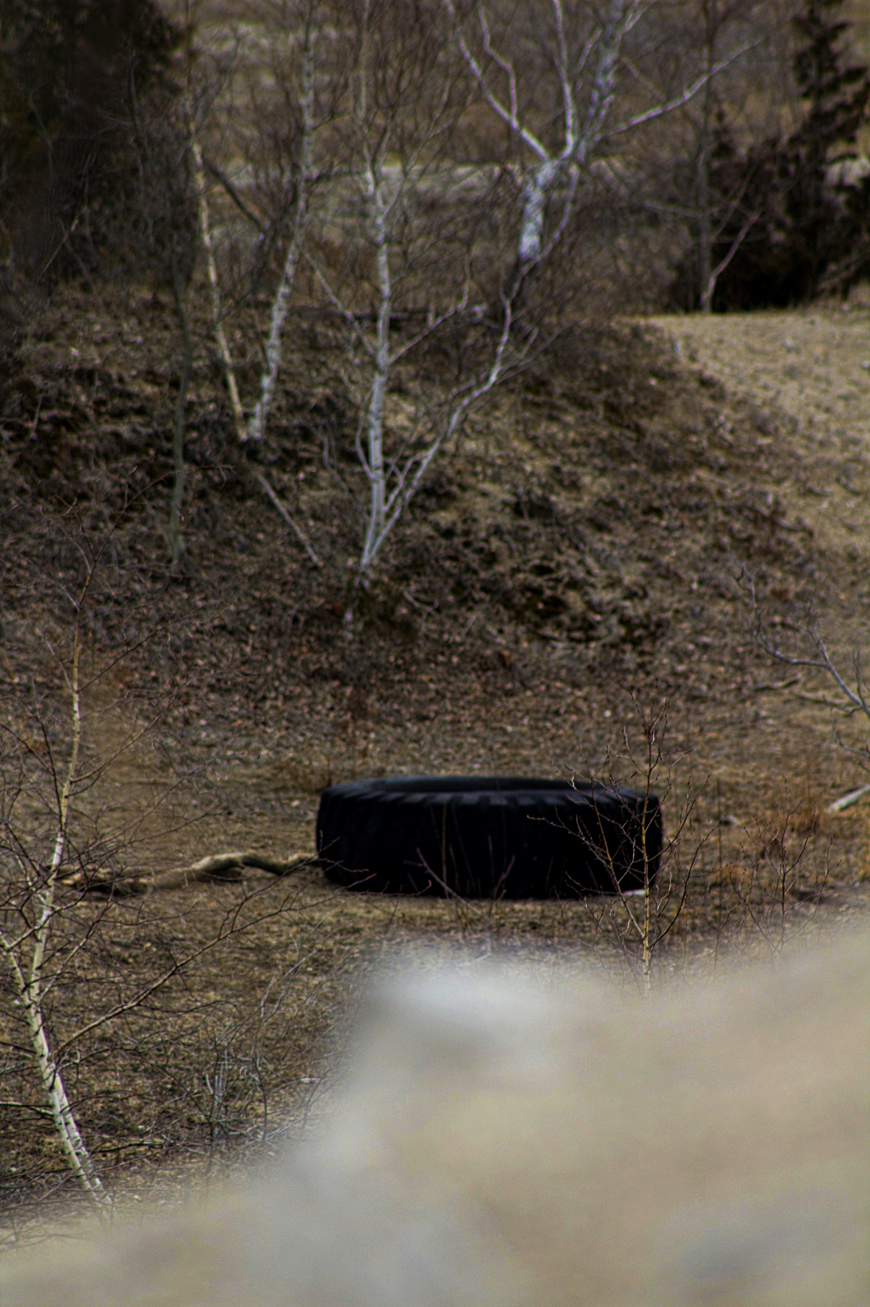 A Quiet Tire Anchored in a Leafless Hillside Clearing