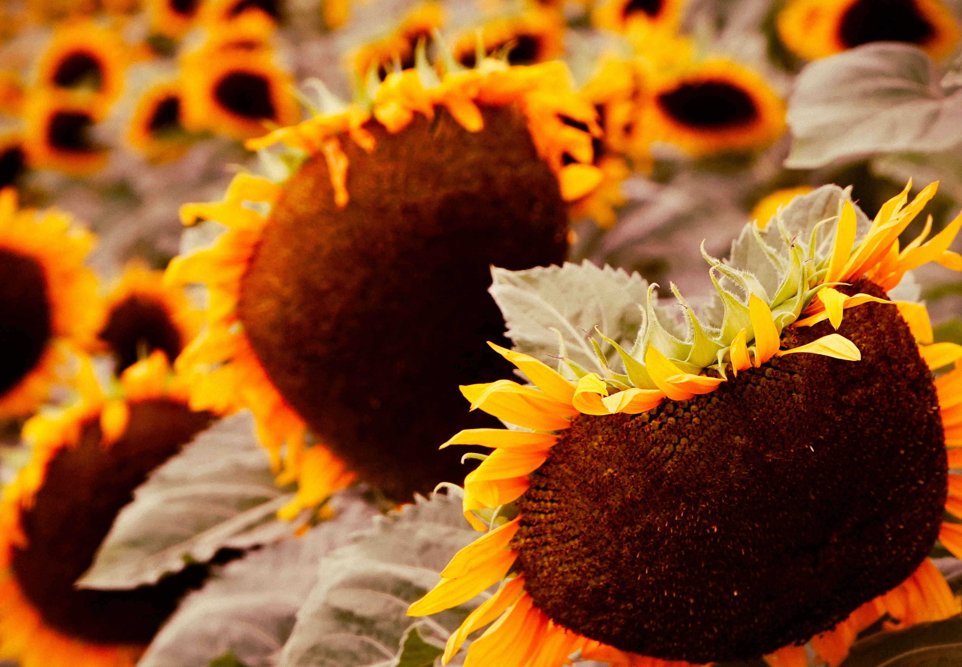 Ember Light on Sunflowers: A Close-Up Field Portrait