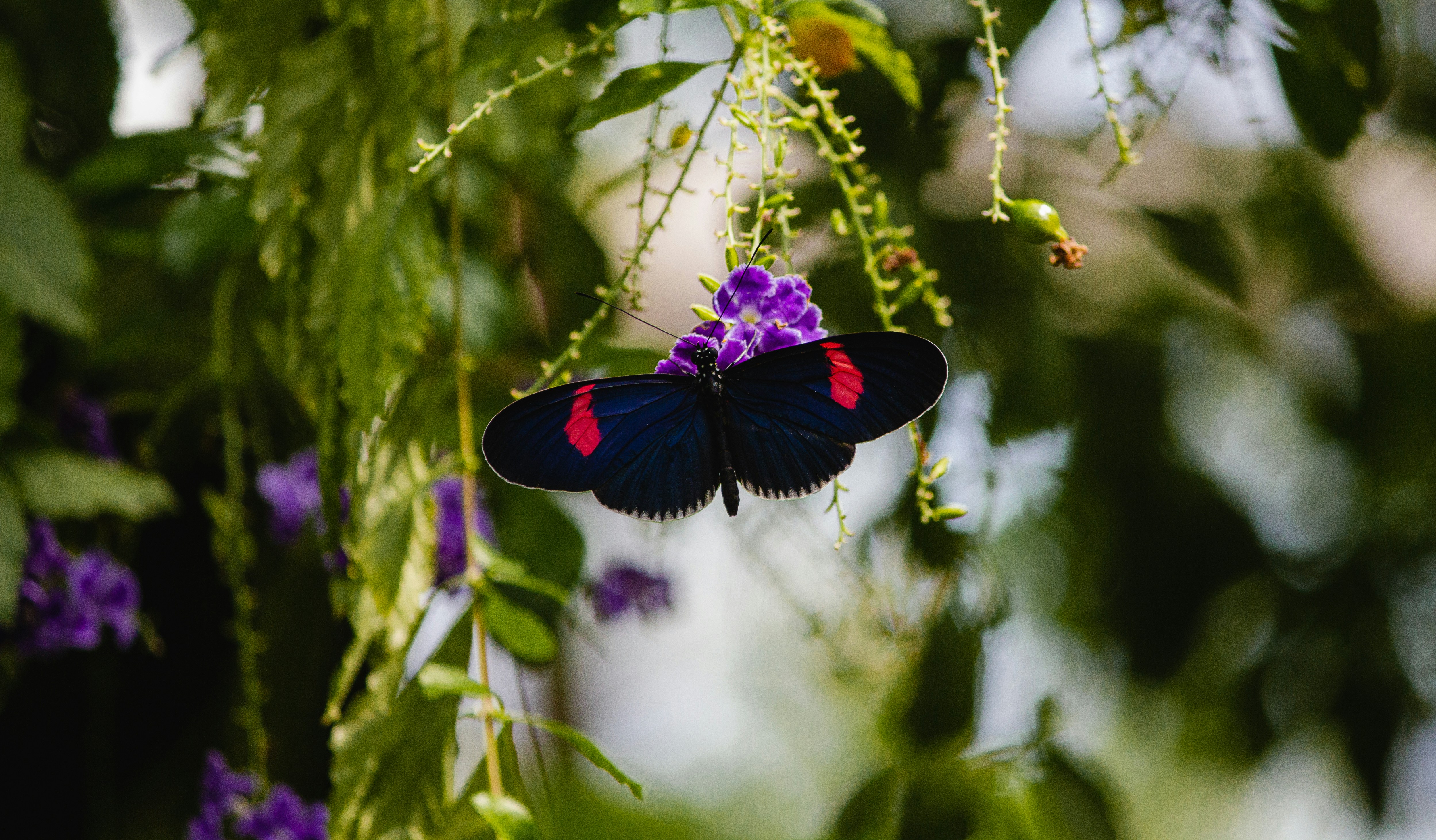 A vibrant butterfly with striking red and blue patterns perched on a purple flower amidst lush greenery.
