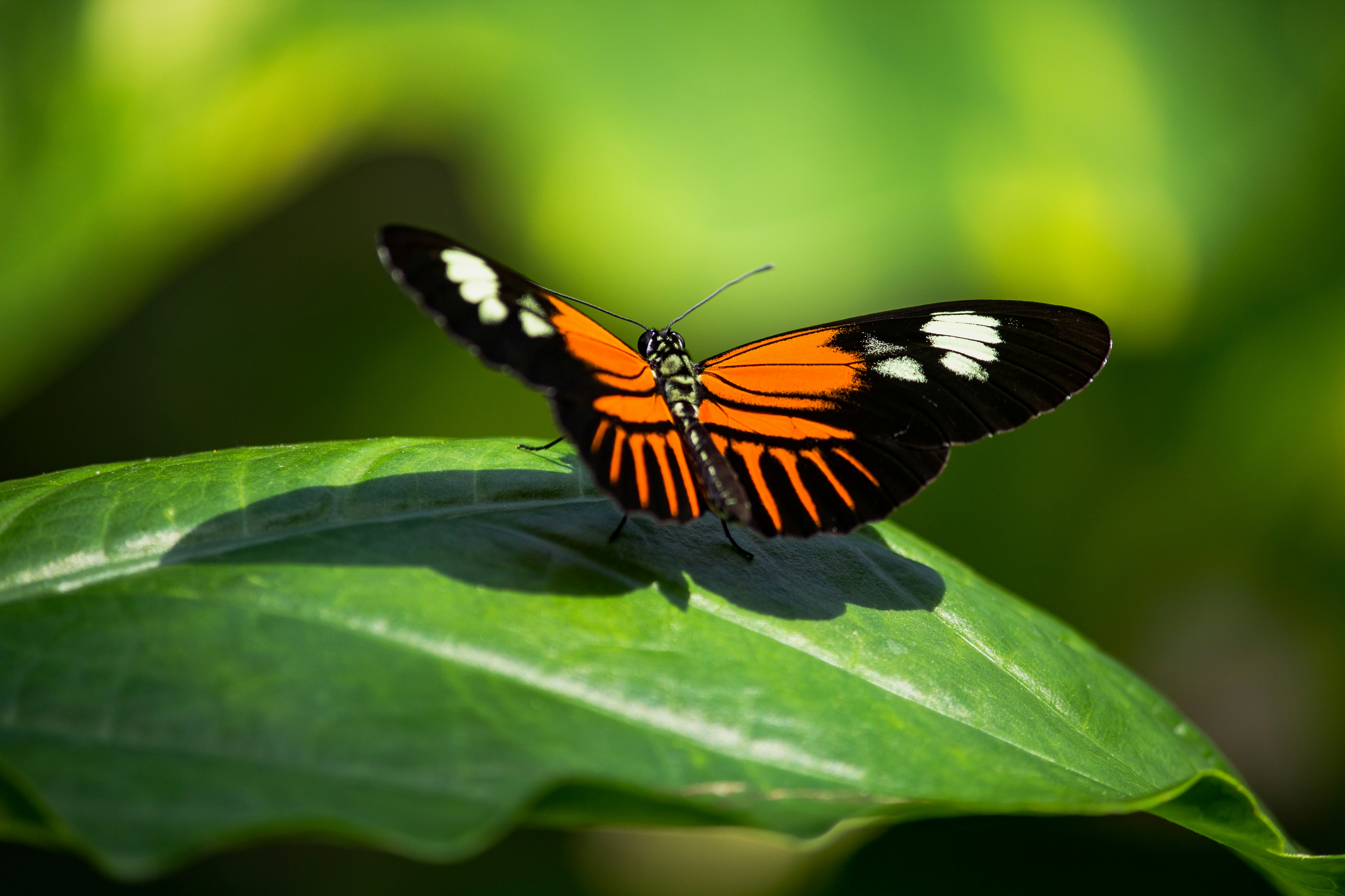 Postman butterfly with black, white, and orange patterns resting on a sunlit green leaf.