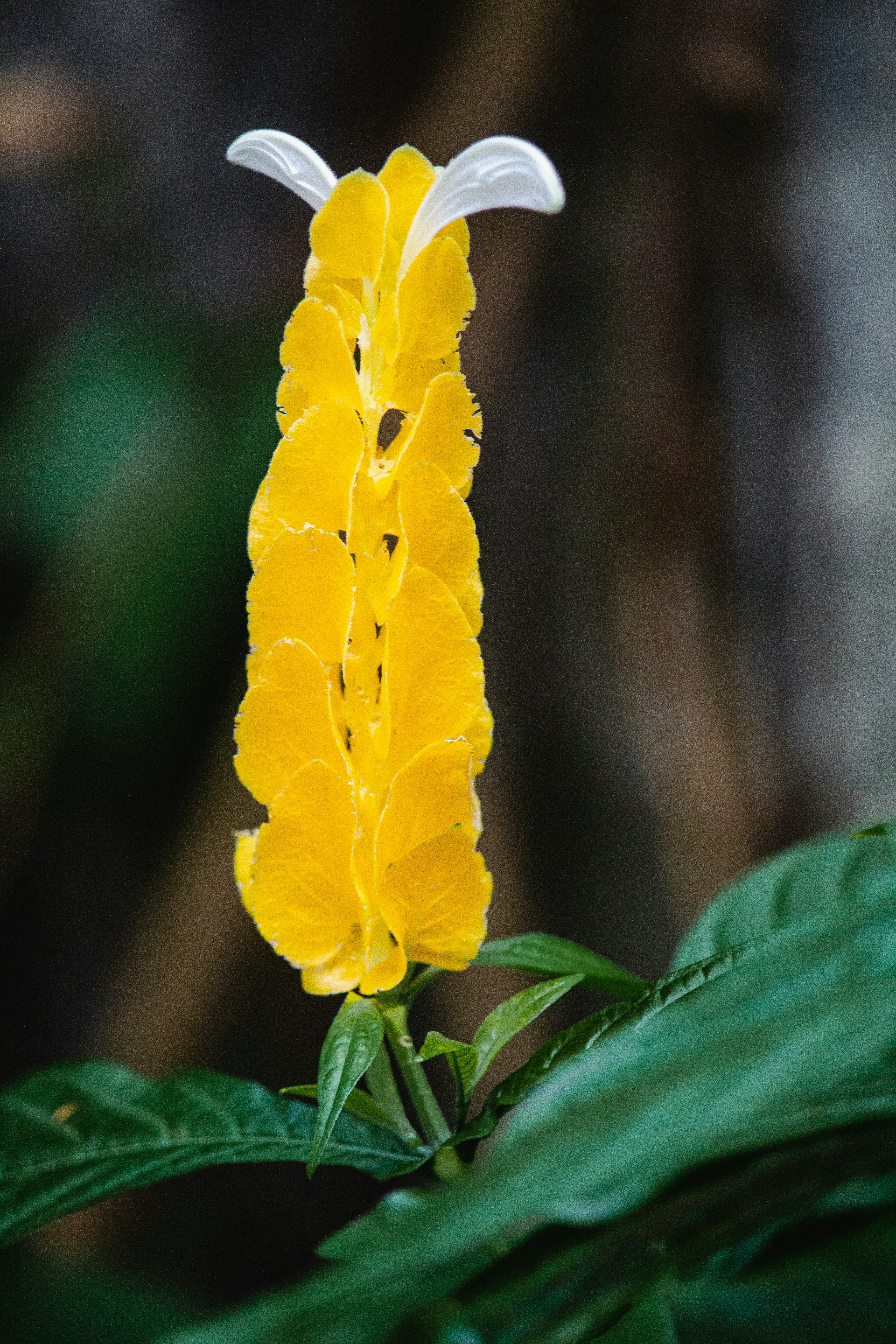 Vibrant yellow flower with a unique petal structure, surrounded by lush green foliage.