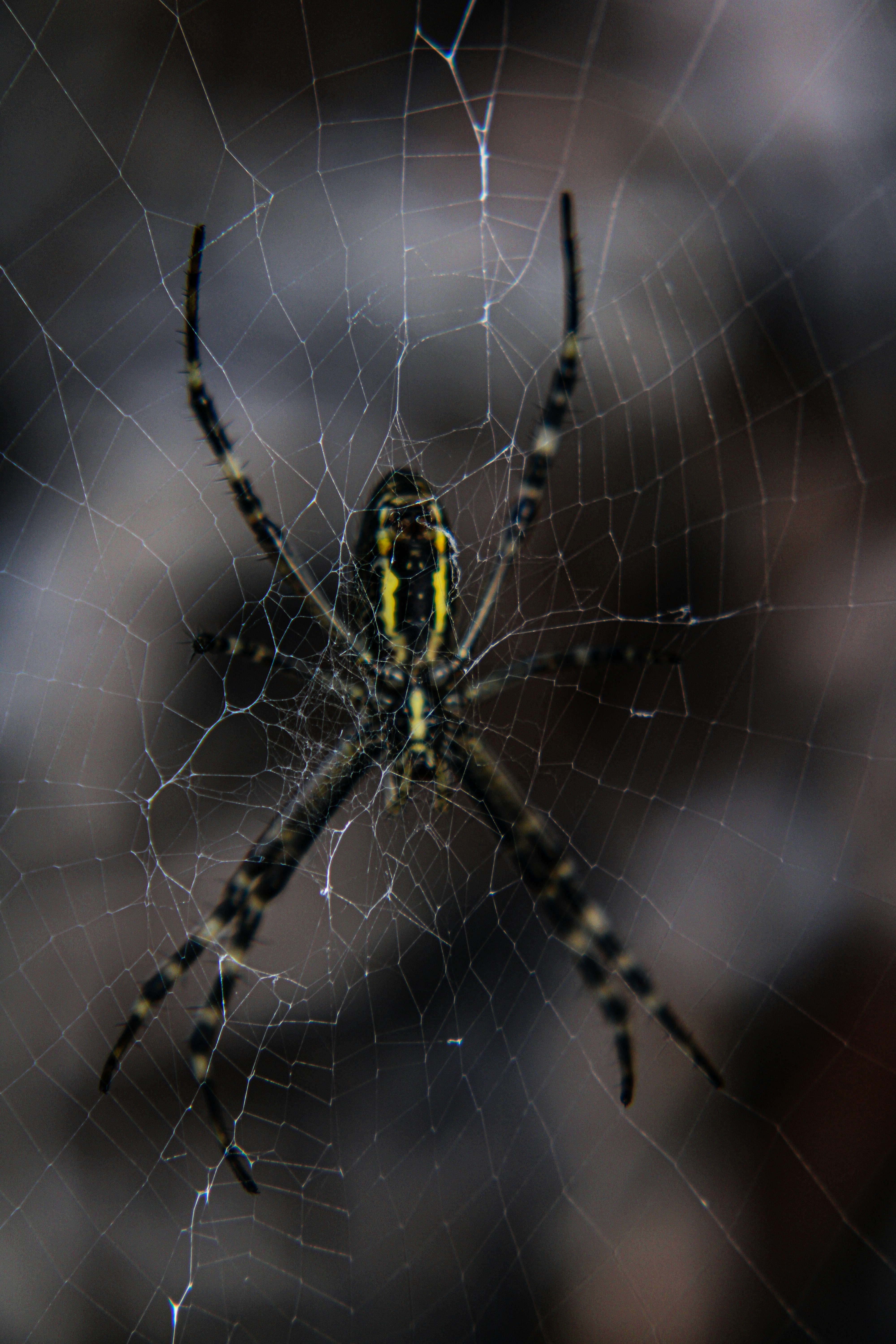 A detailed view of a spider suspended in its web, showcasing the delicate structure and patterns of the silk strands. The spider's vibrant markings stand out against the blurred background.