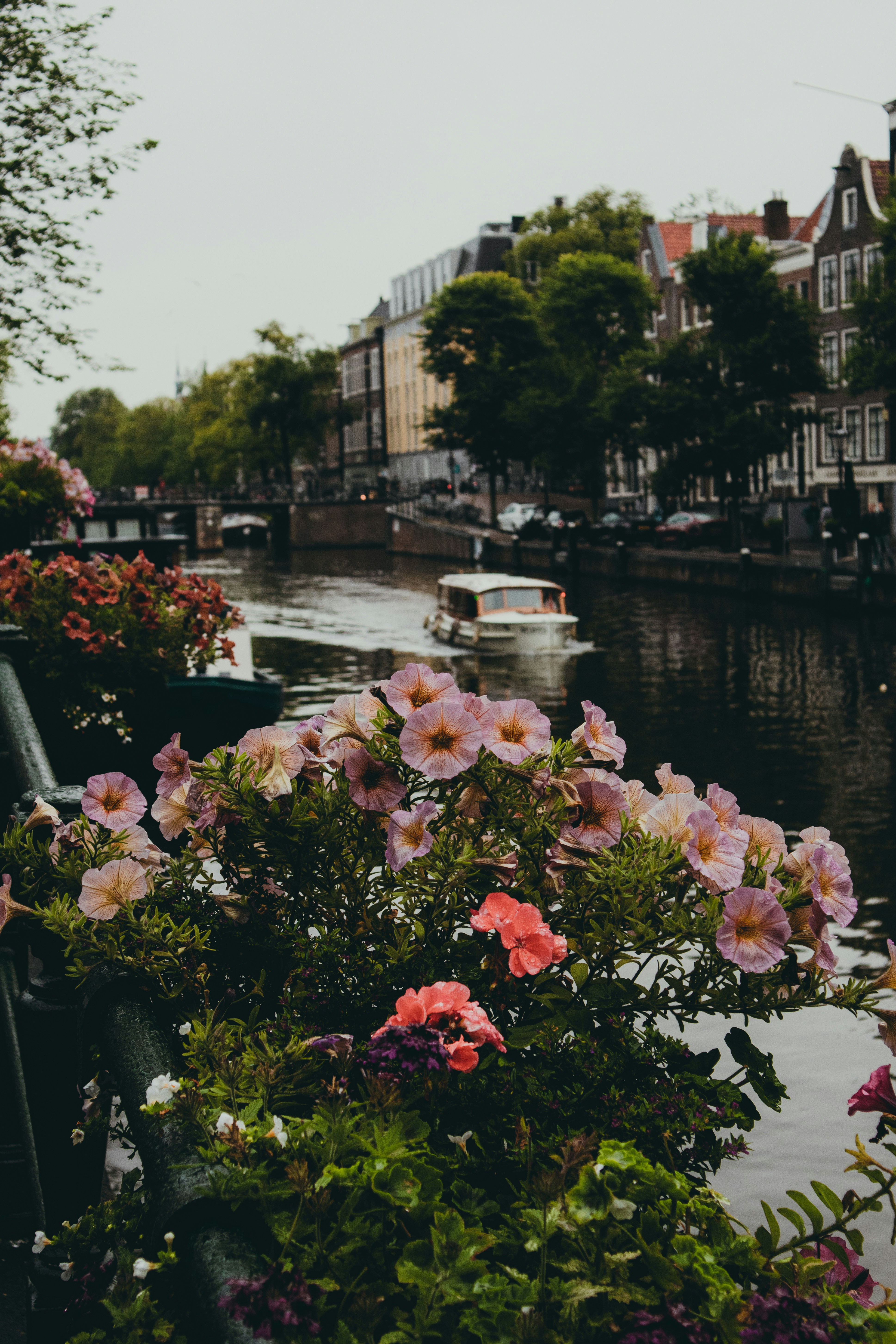 Petals by the Canal: A Quiet Dutch Afternoon