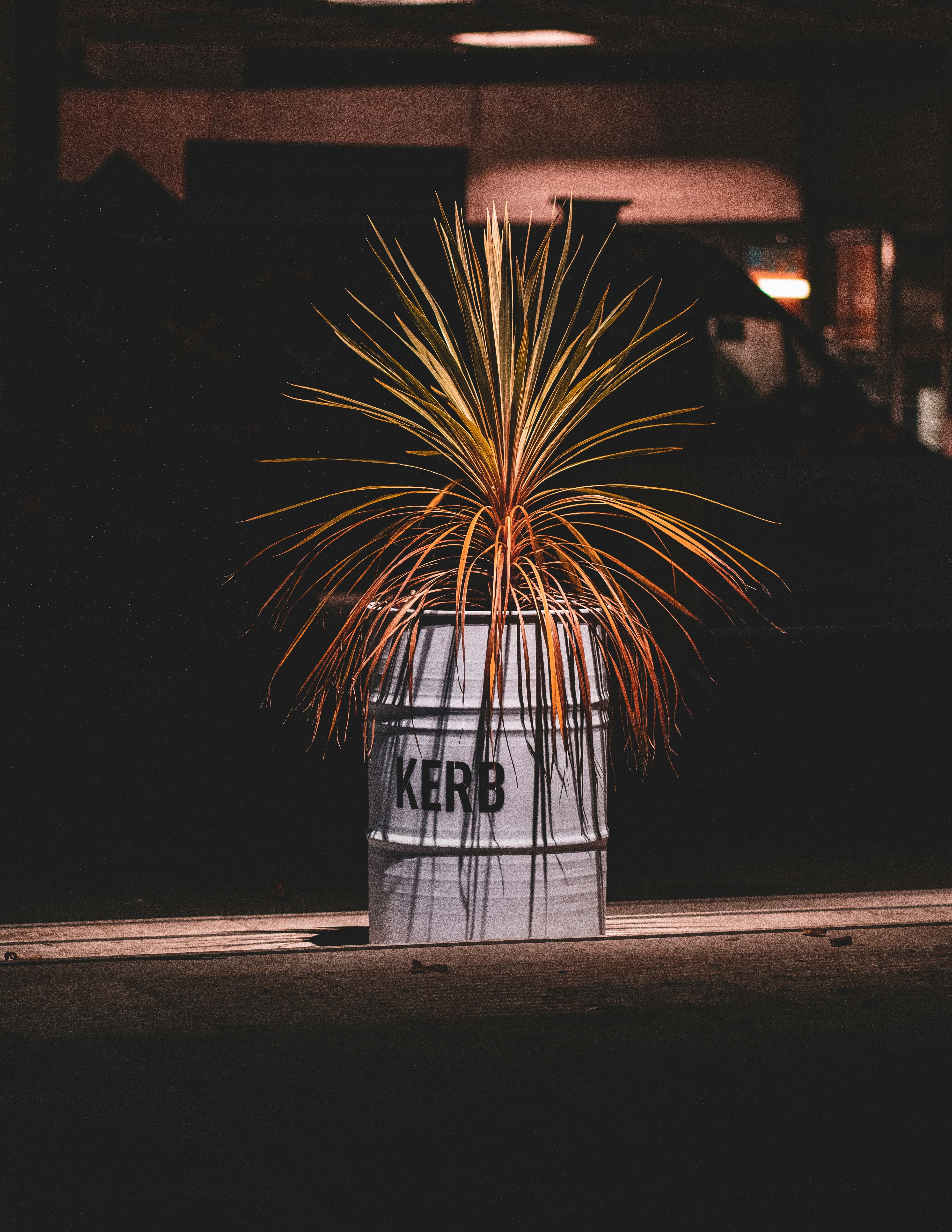 Kerbside Crown: A Spiky Plant Rising from a Metal Barrel in Night Glow
