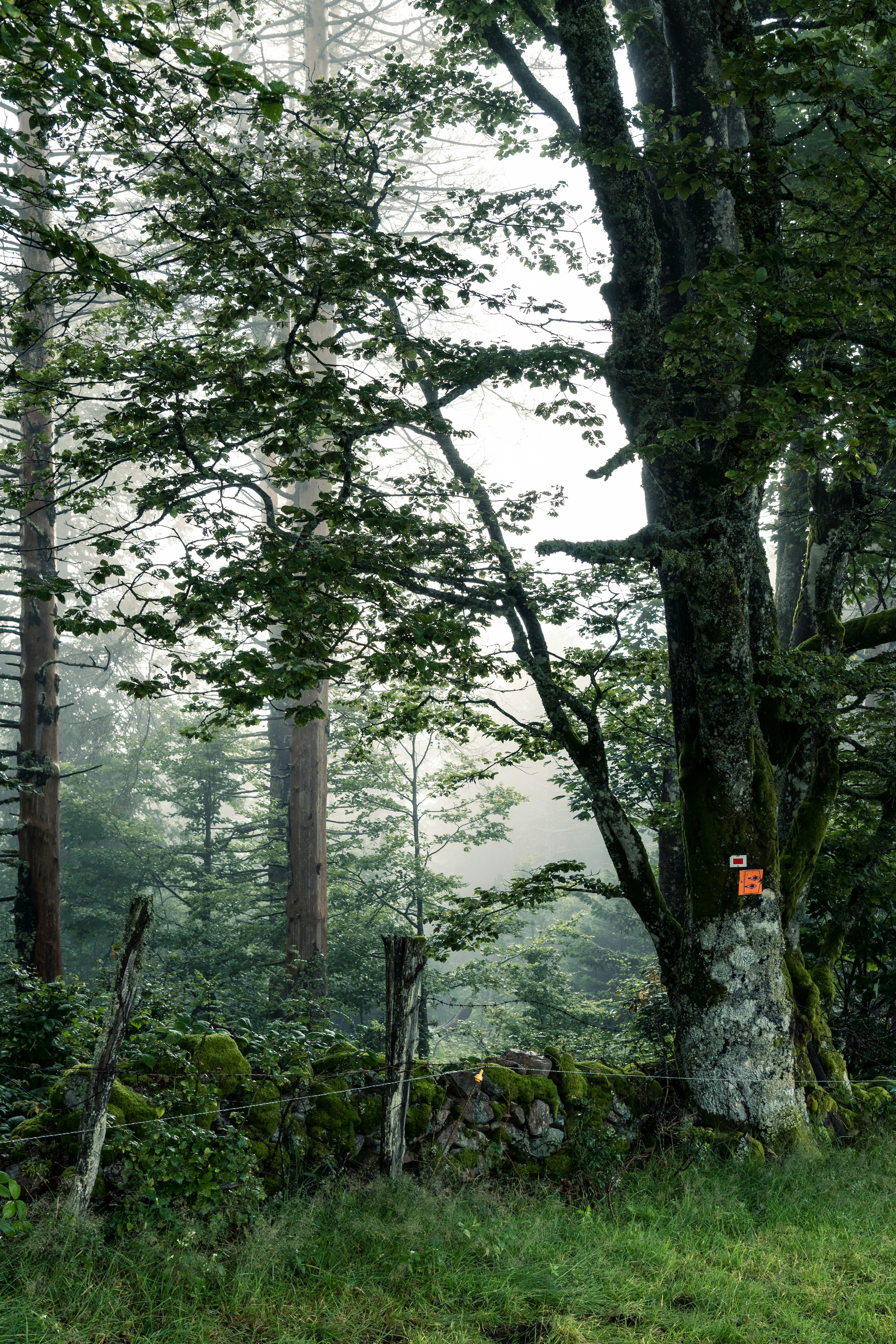 Mist in the Pines: a quiet hillside trail marked by a mossy tree