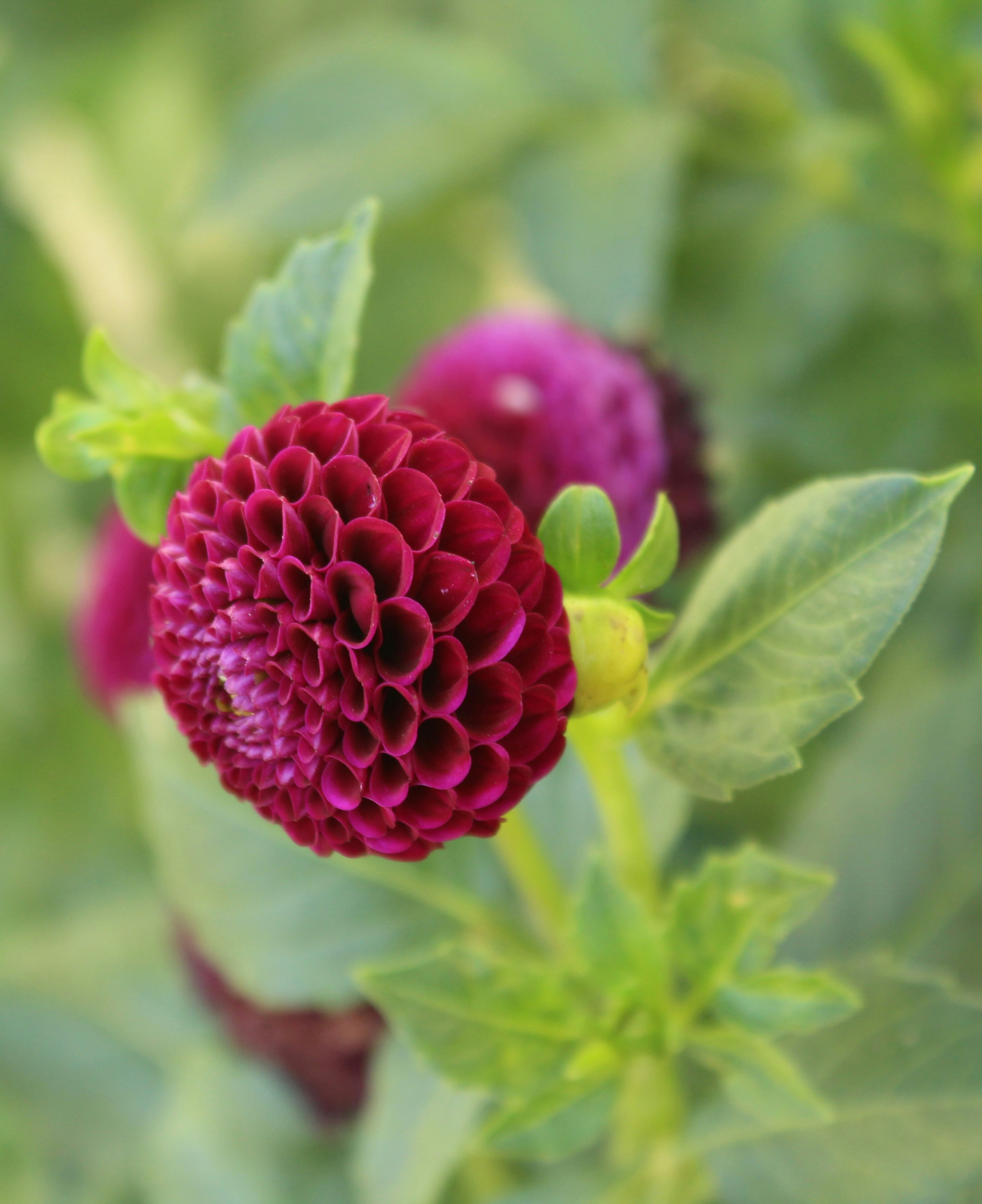 Magenta Dahlia in Sharp Focus: A Close-Up Study of Petal Geometry