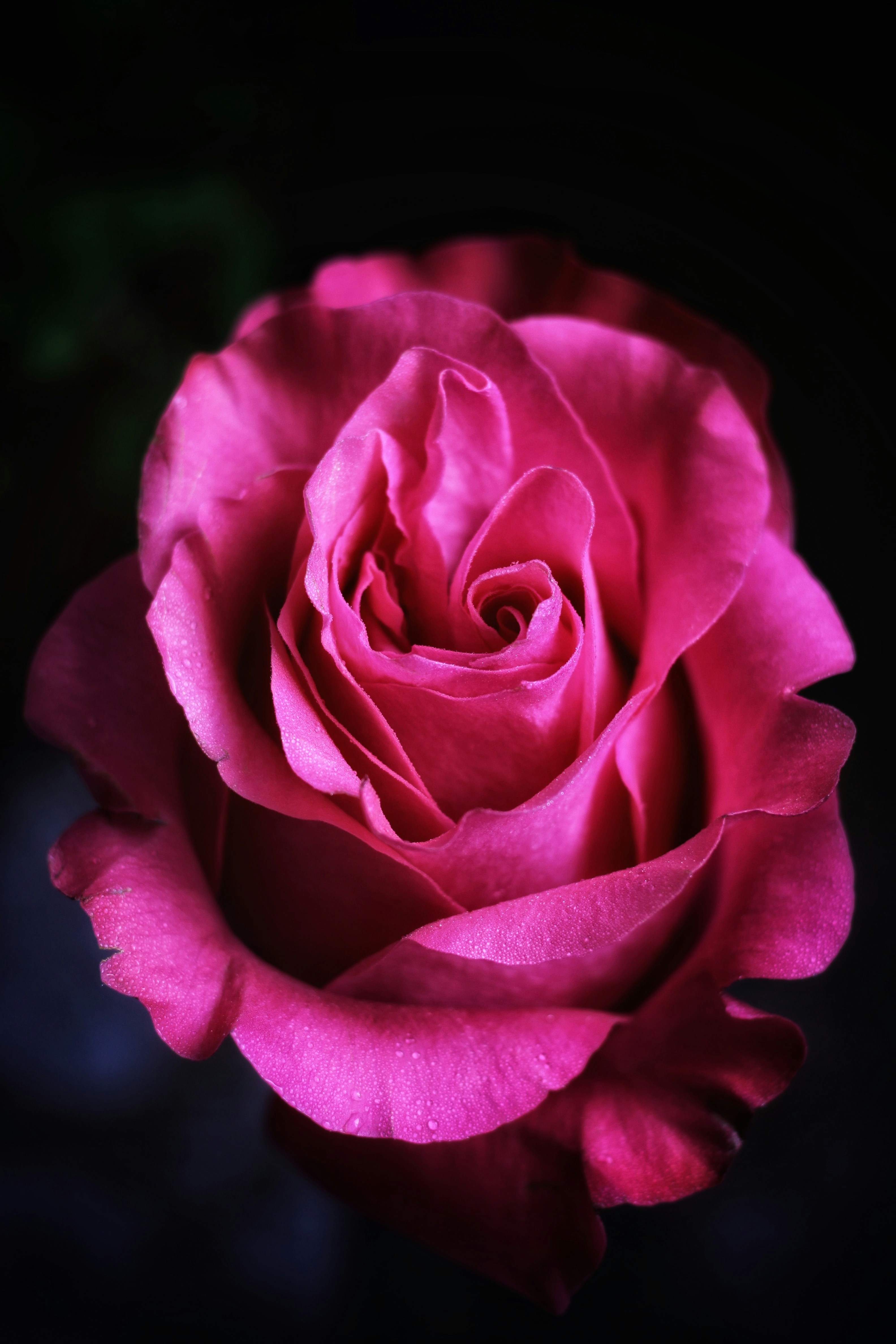 Hot Pink Rose Black Background