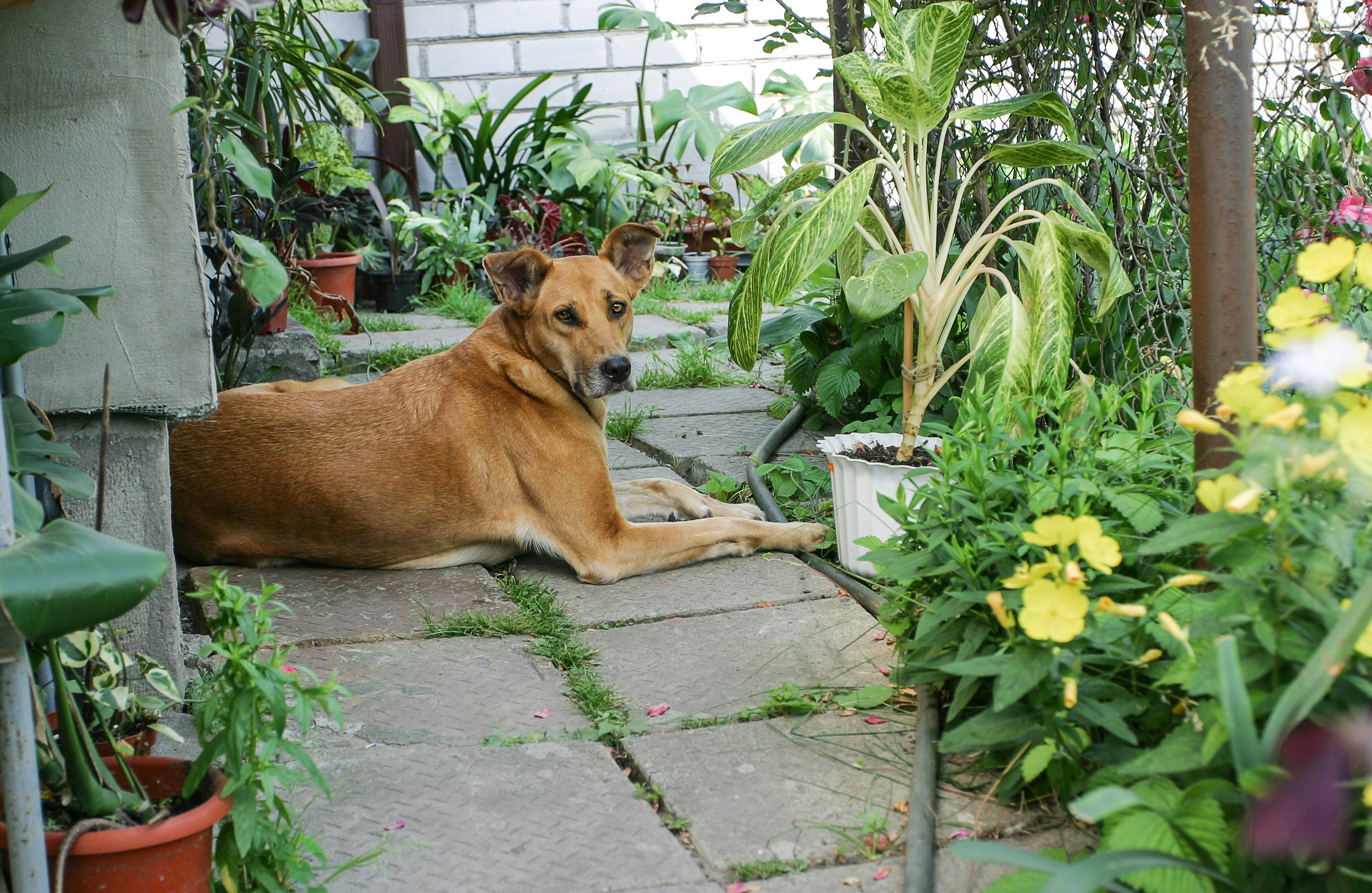 brown short coated dog lying on gray concrete floor