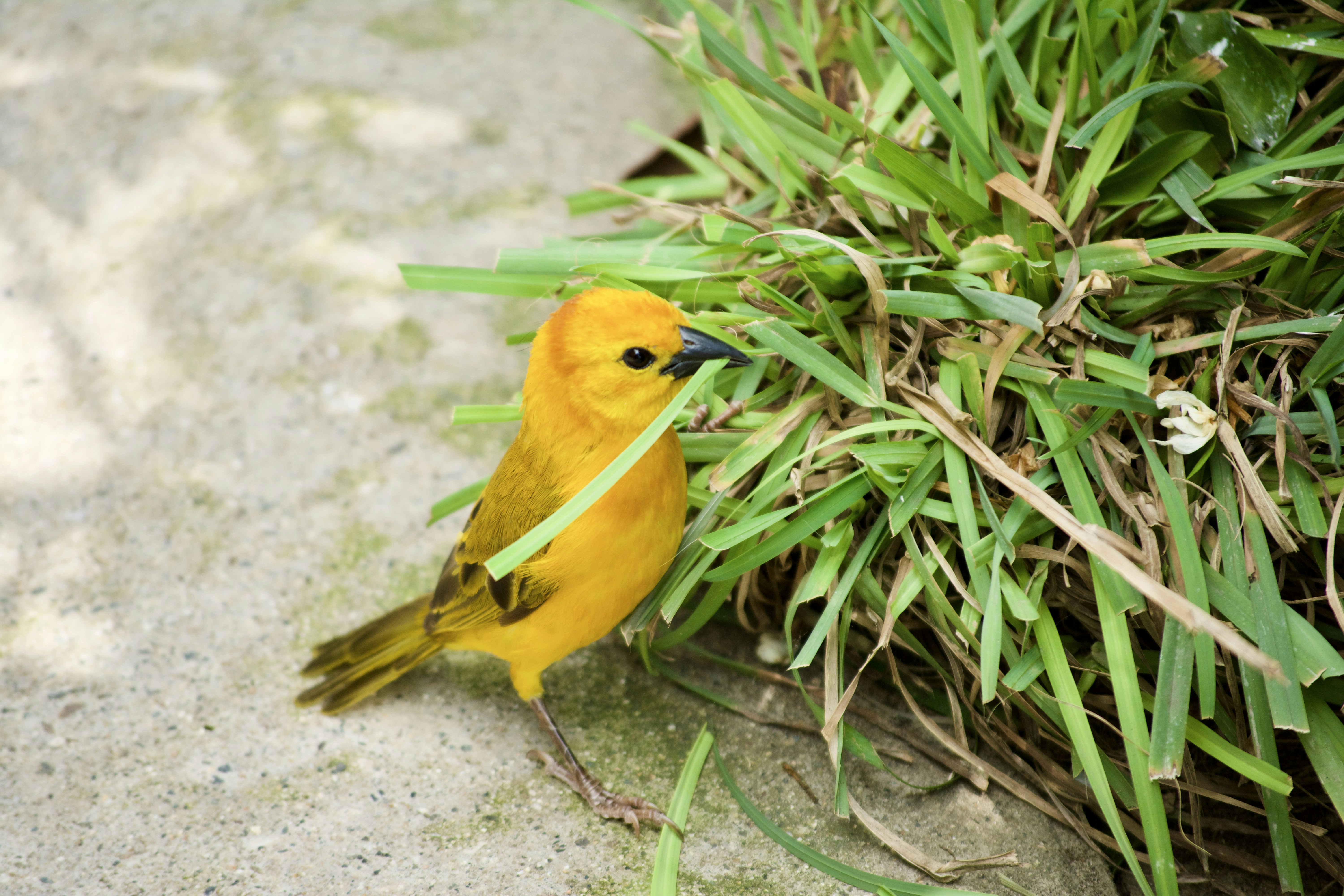 yellow and blue bird on green plant