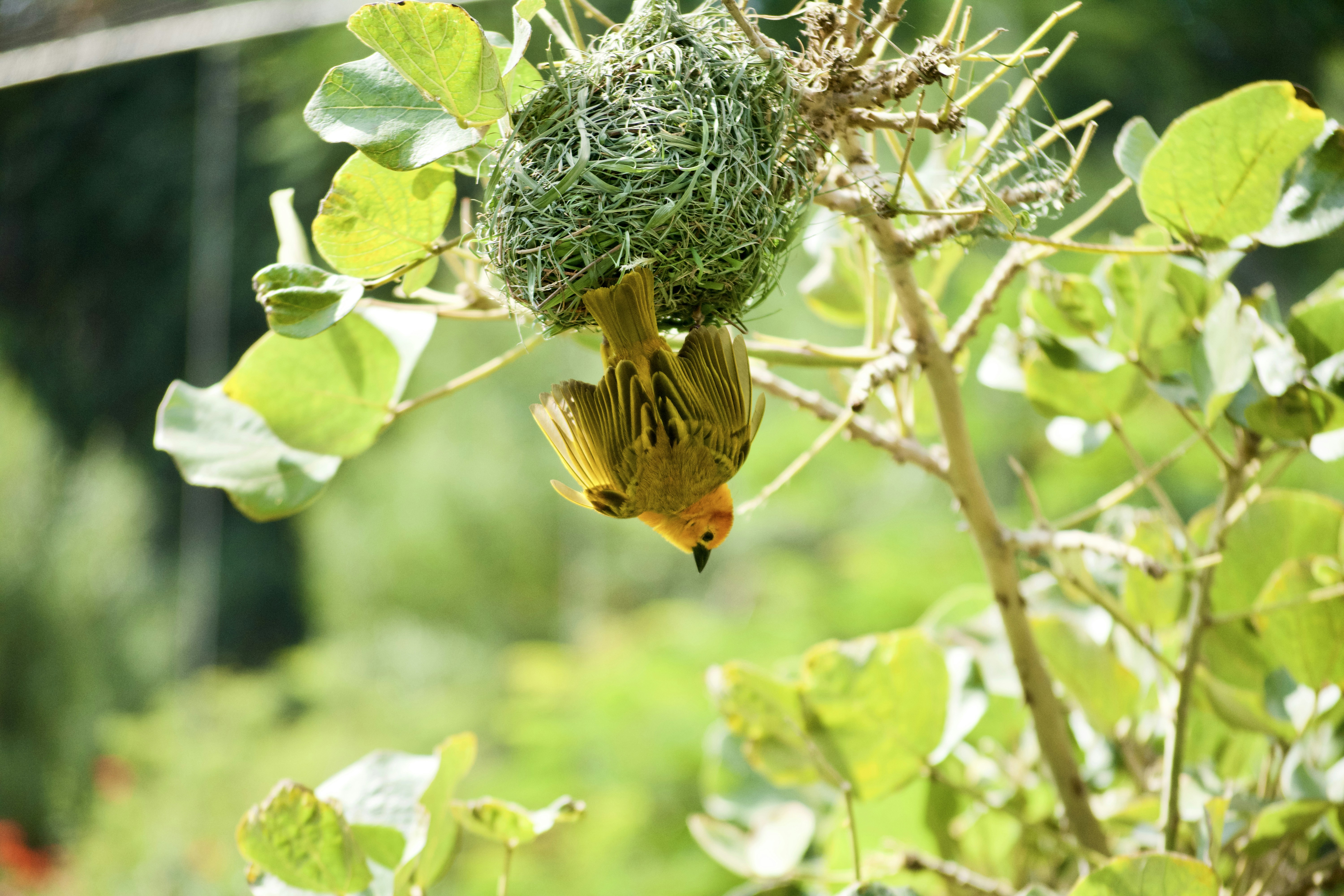Sunlit Nest Sentinel: a small orange-brown finch clings beneath a woven cradle
