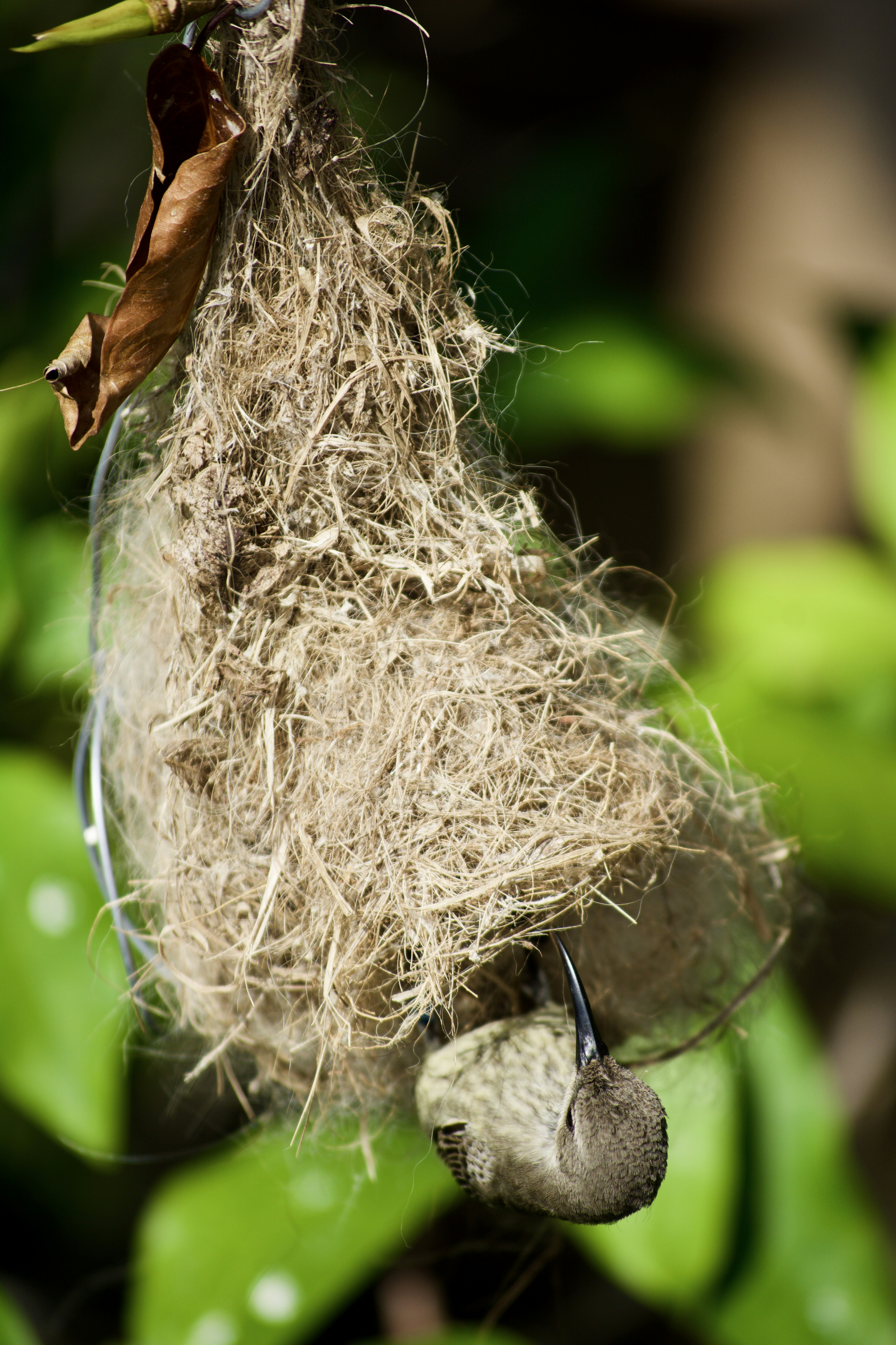 A hummingbird delicately hangs upside down, meticulously adding twigs to its intricately woven nest amidst lush green foliage.