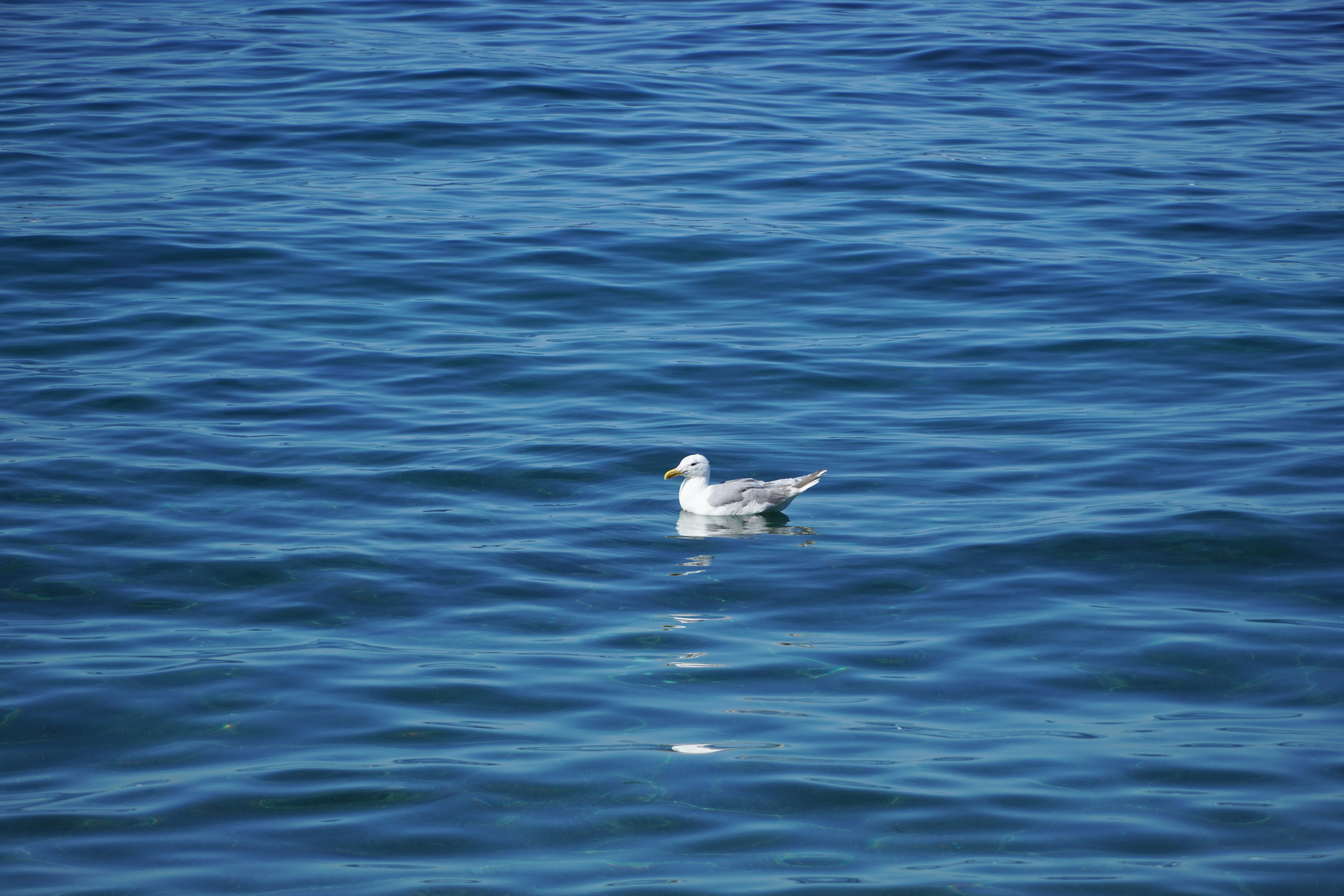 White and gray bird flying over the sea during daytime photo – Free ...