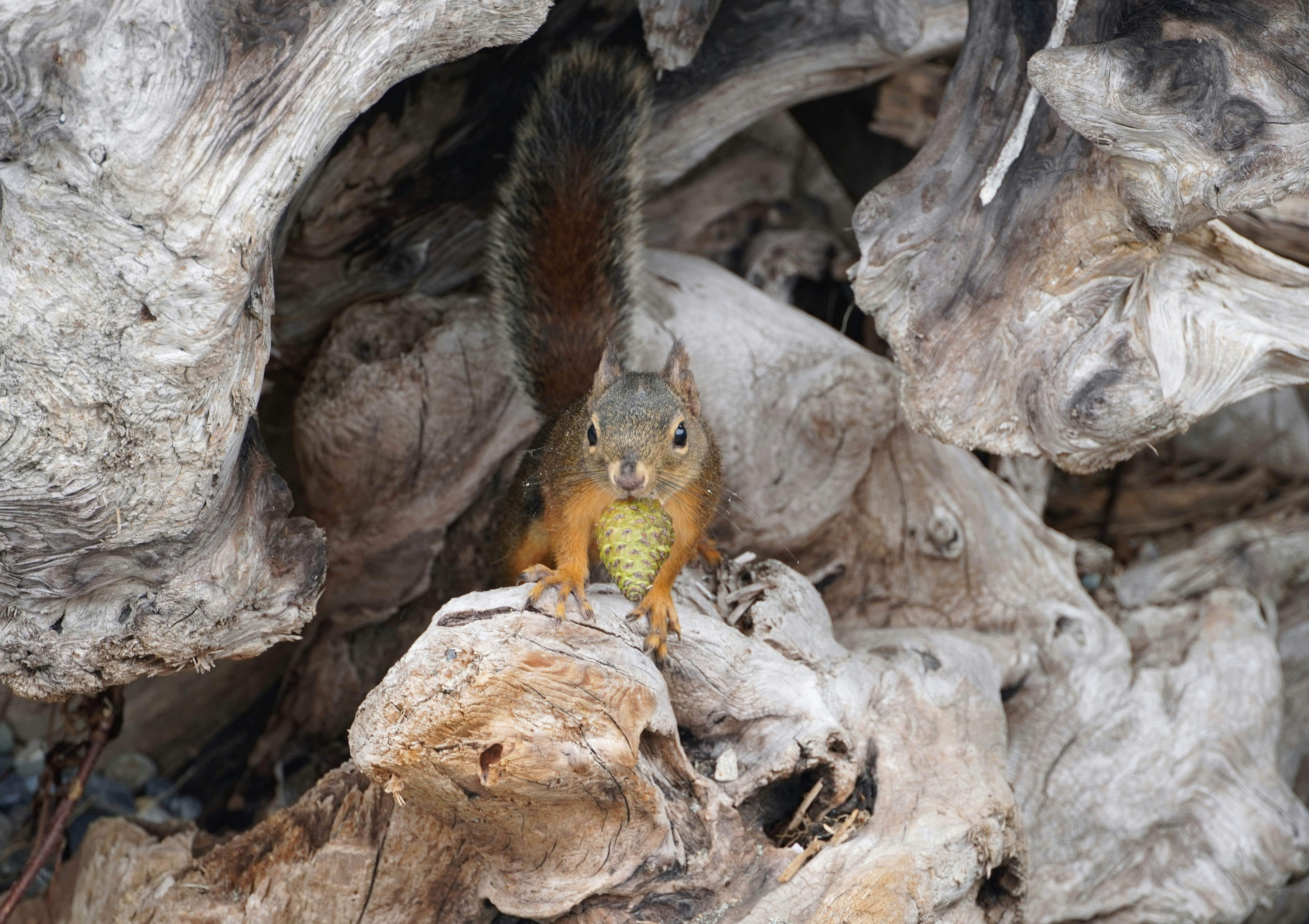 Center Stage Squirrel: A Nut-Crouched Moment Amid Driftwood