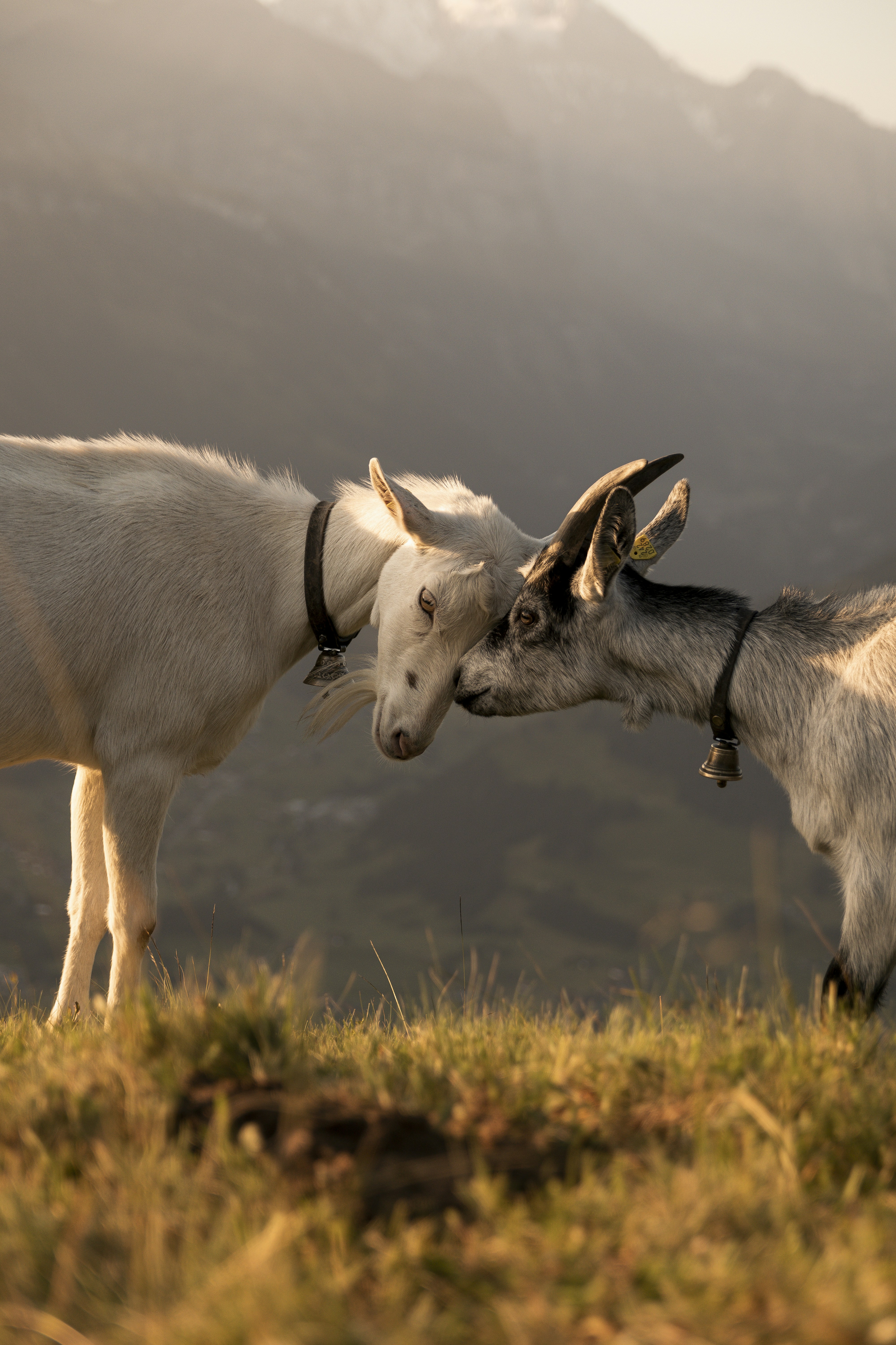 Golden Hour Bond: Two Alpine Goats Touch Noses on a Quiet Ridge