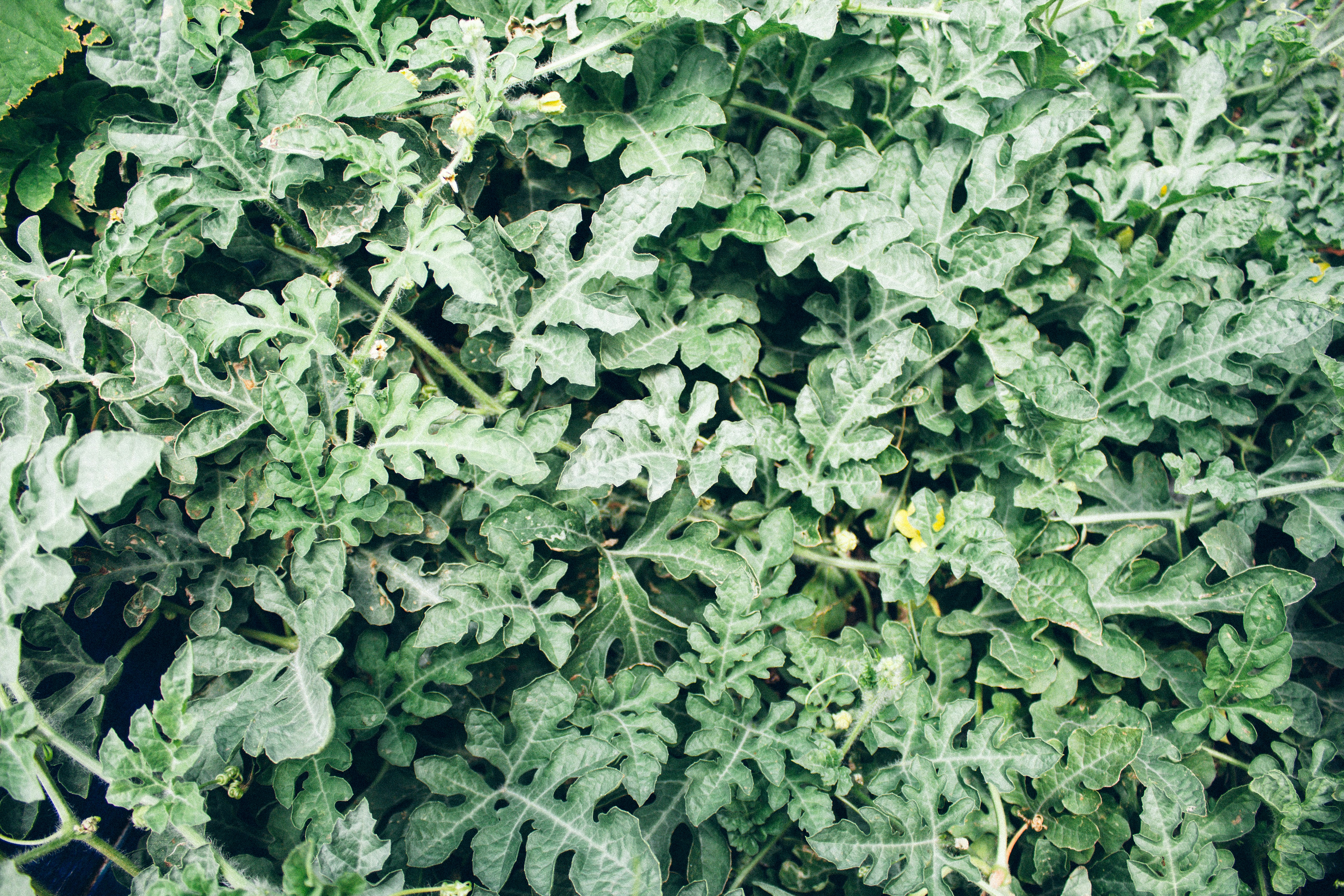 Vegetative Pictures | Download Free Images on Unsplash