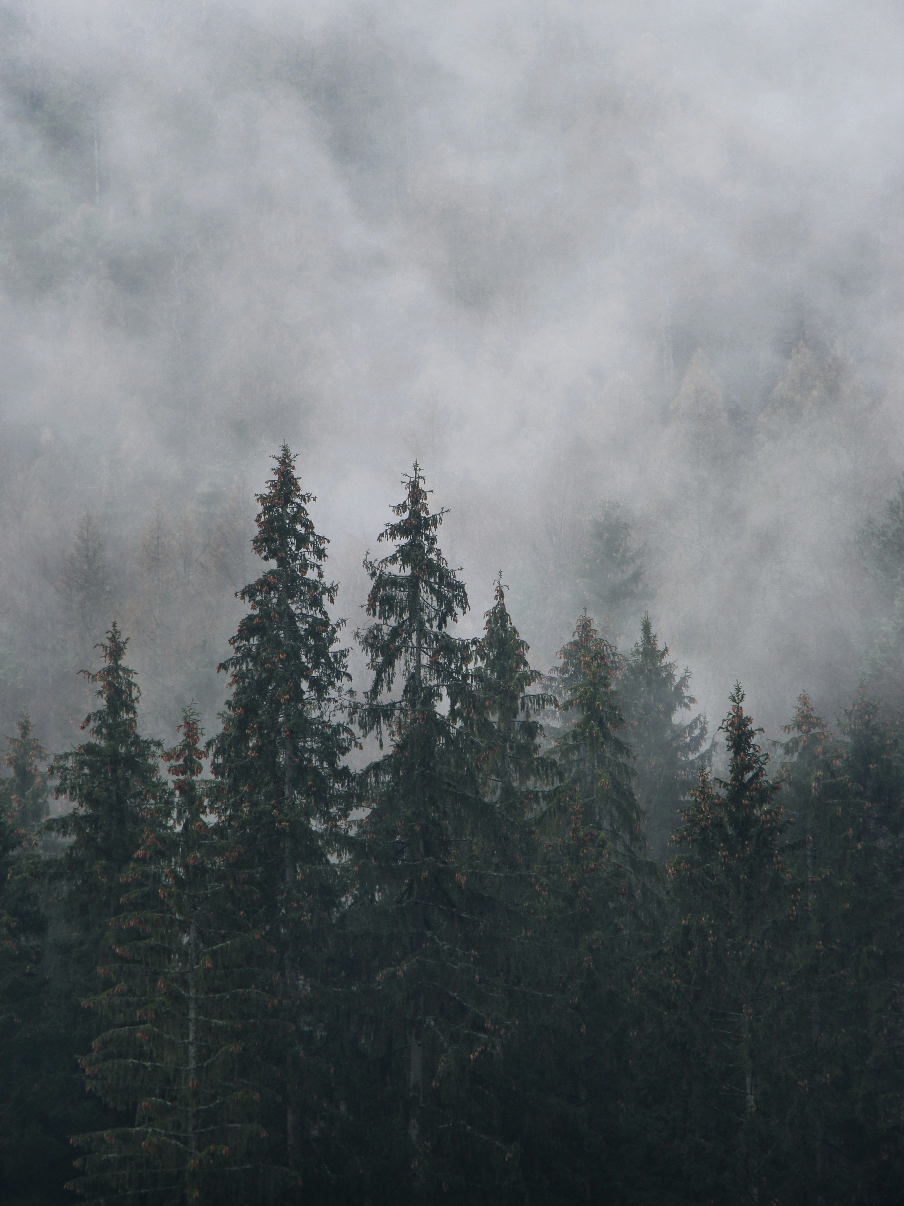 Foggy Woods Pictures | Download Free Images on Unsplash