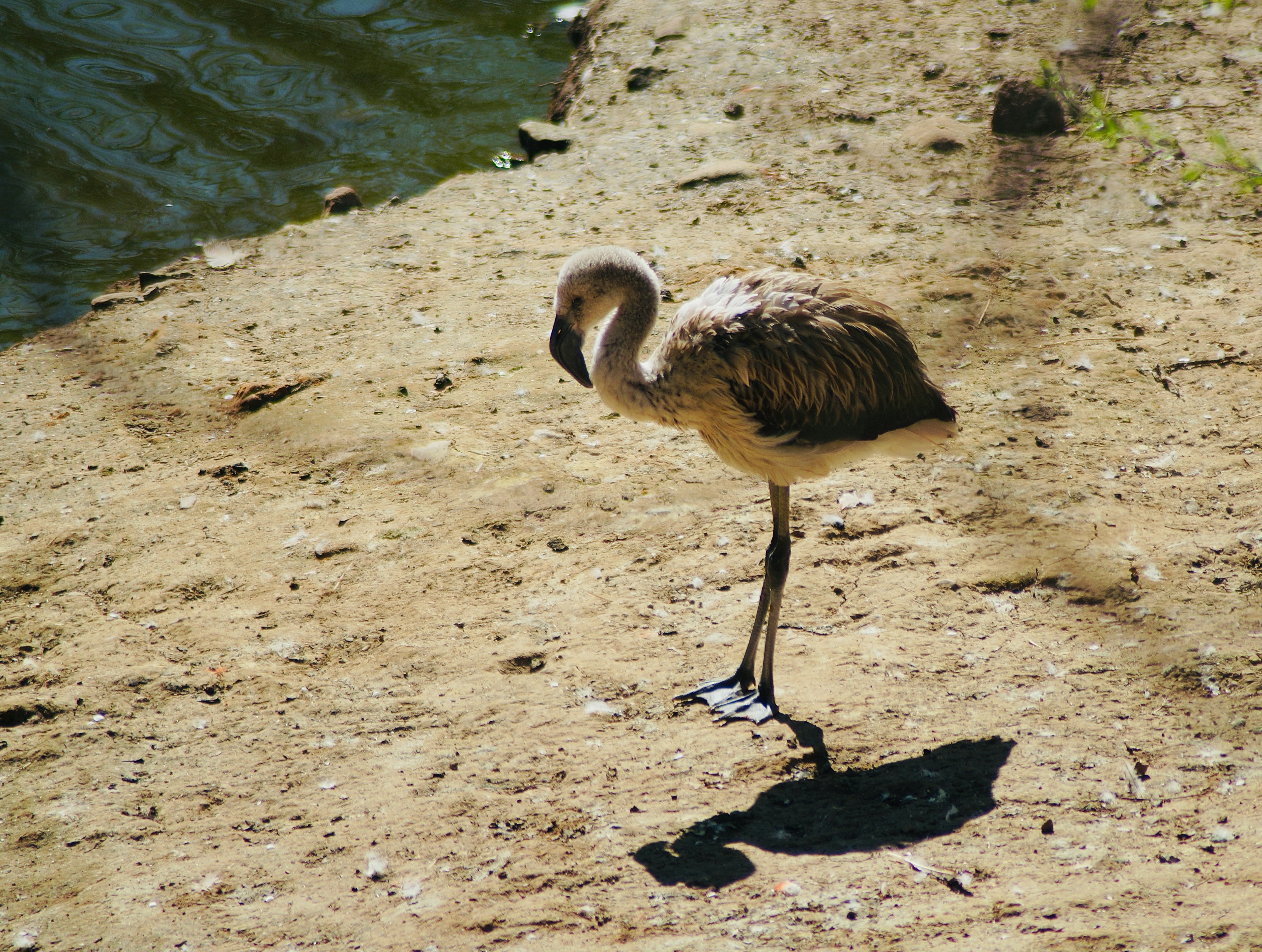A young flamingo stands on one leg by the water's edge, casting a distinct shadow on the sandy surface.