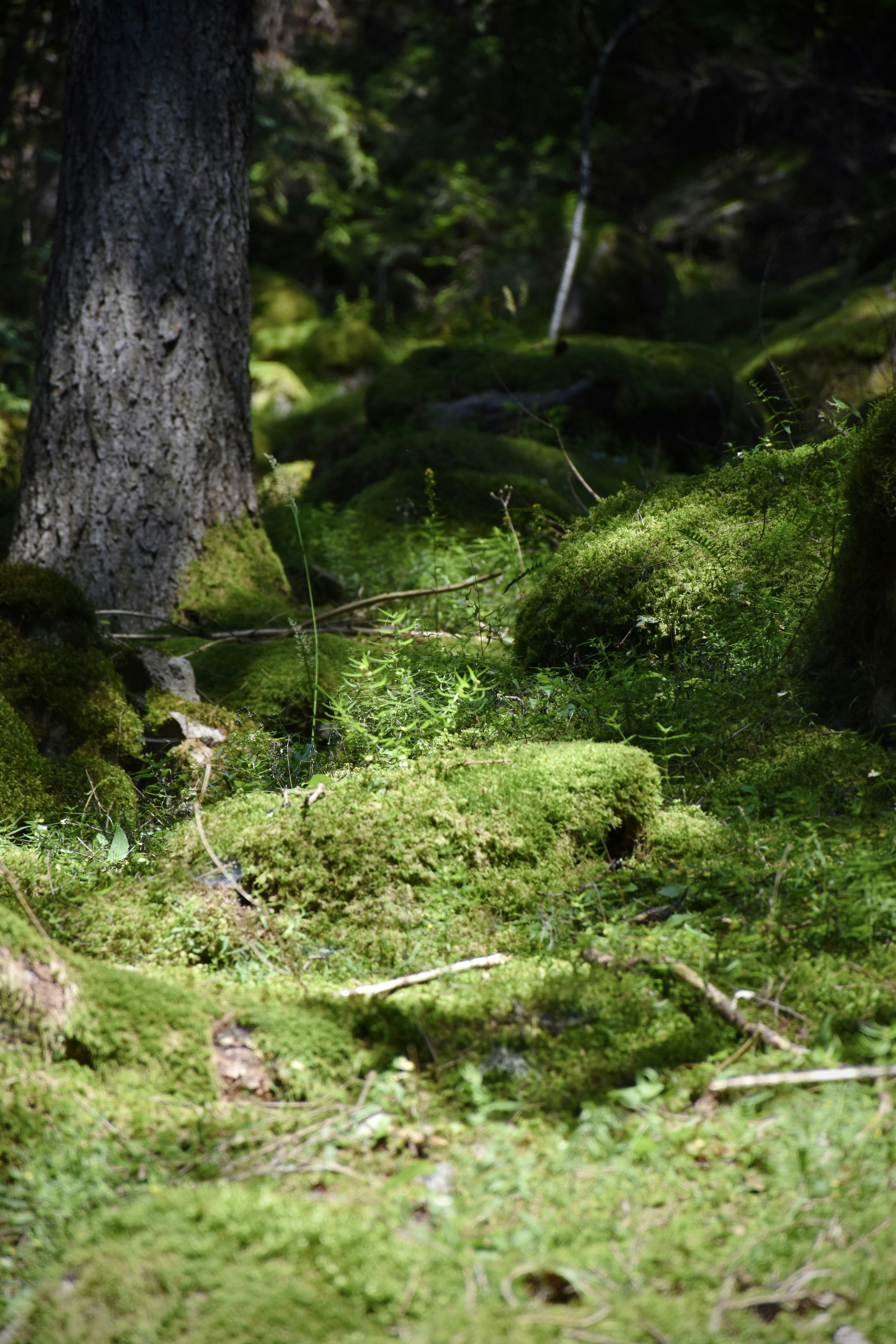 Emerald Moss Carpet Beneath the Quiet Pines