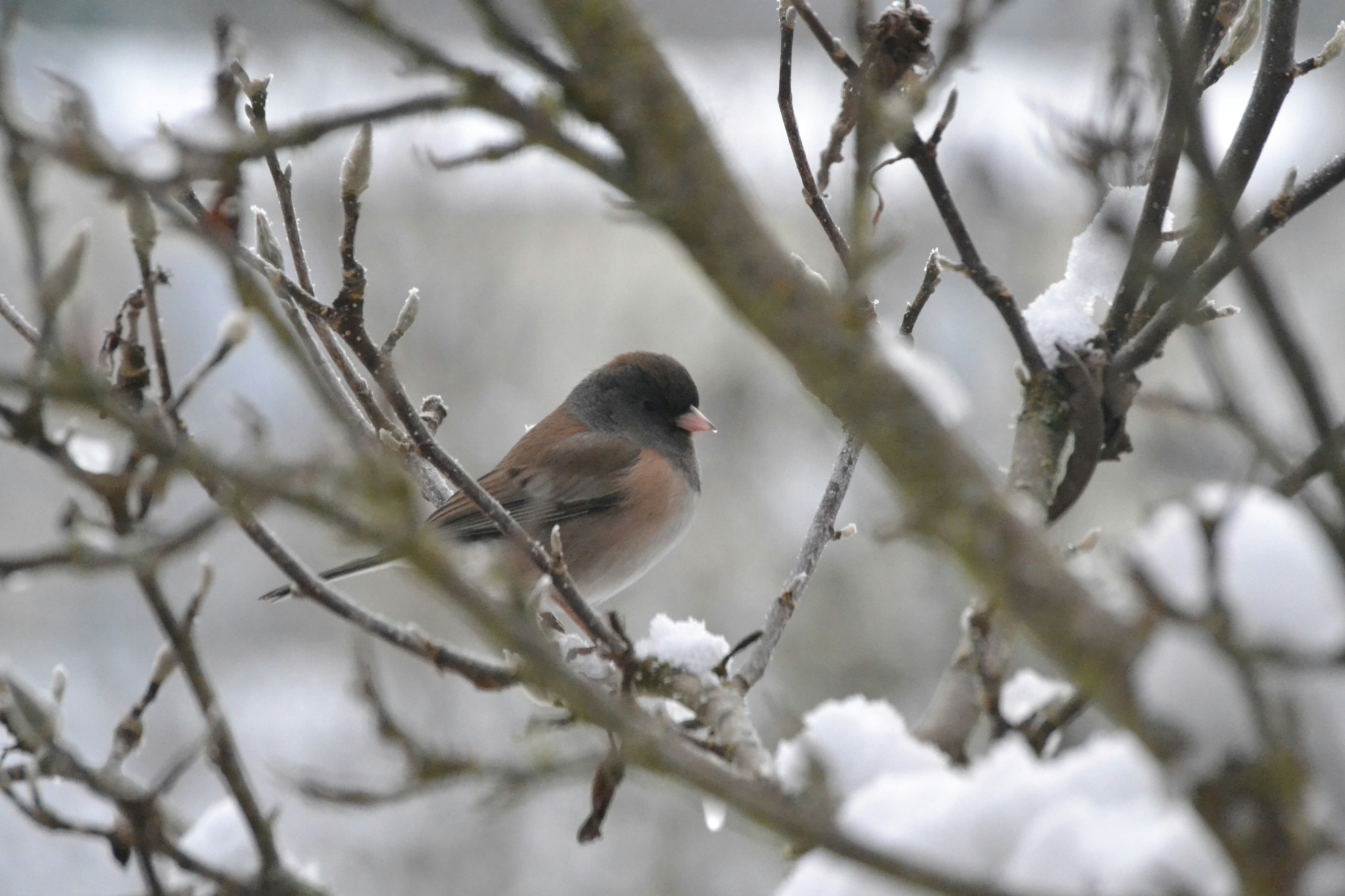 A dark-eyed junco perched on a snow-laden branch, surrounded by a serene winter landscape.