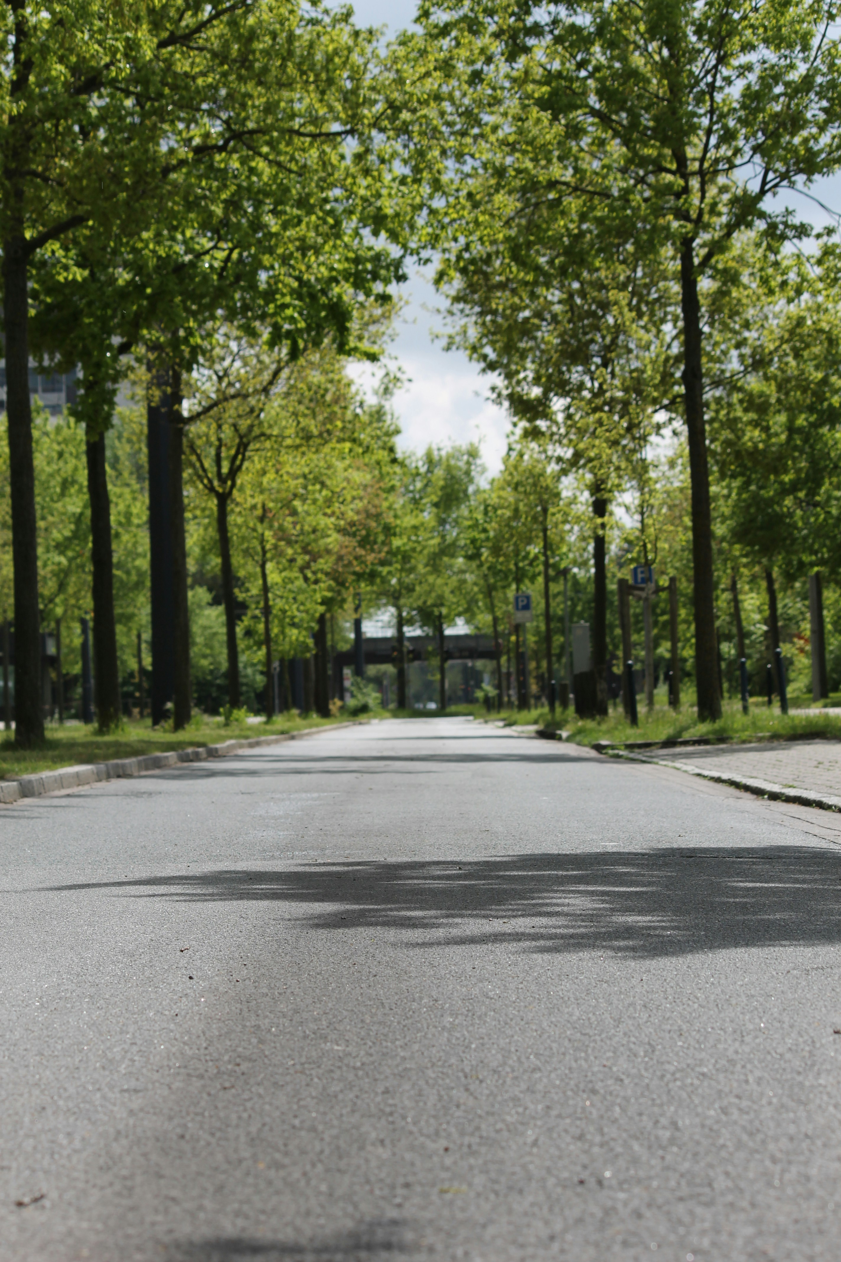 Lush trees line a serene pathway, inviting exploration under a bright sky. The smooth asphalt stretches ahead, framed by vibrant foliage.