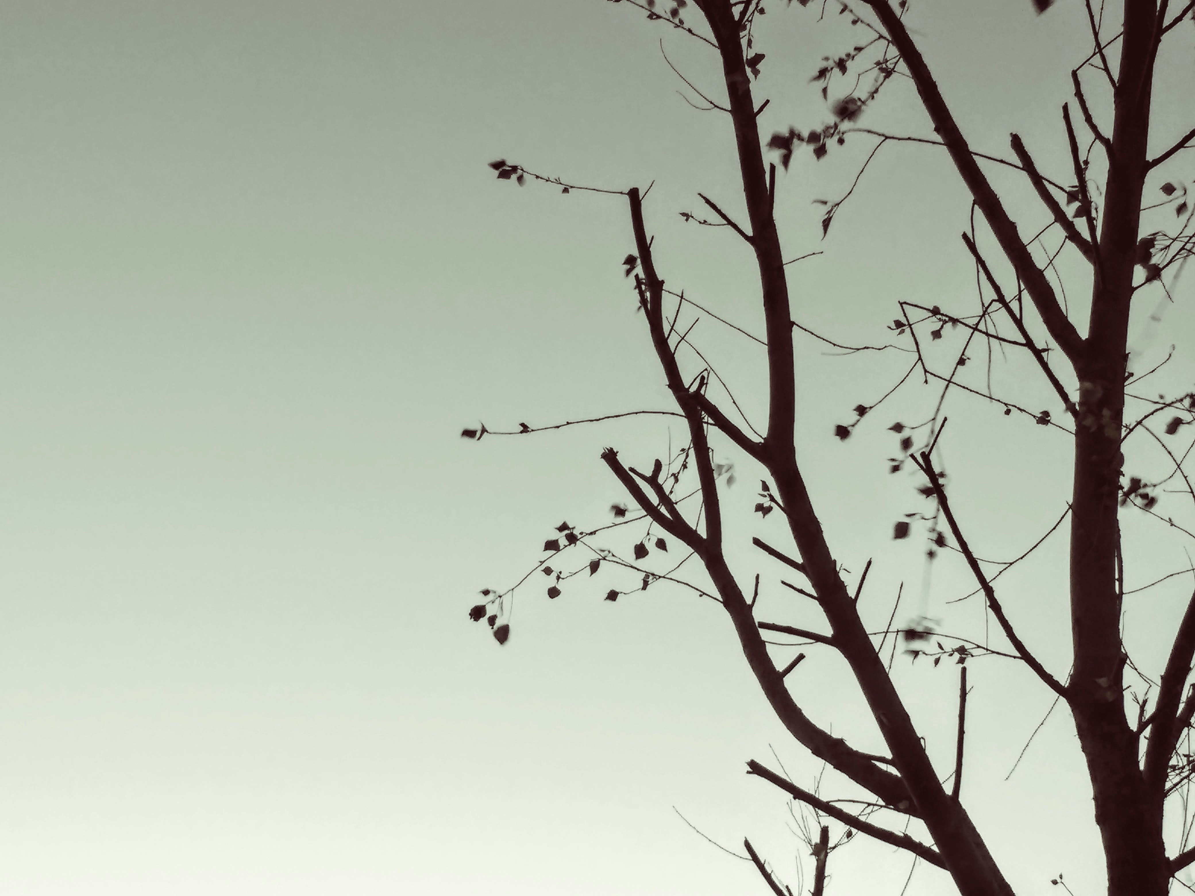Red tree branch during daytime photo – Free Grey Image on Unsplash