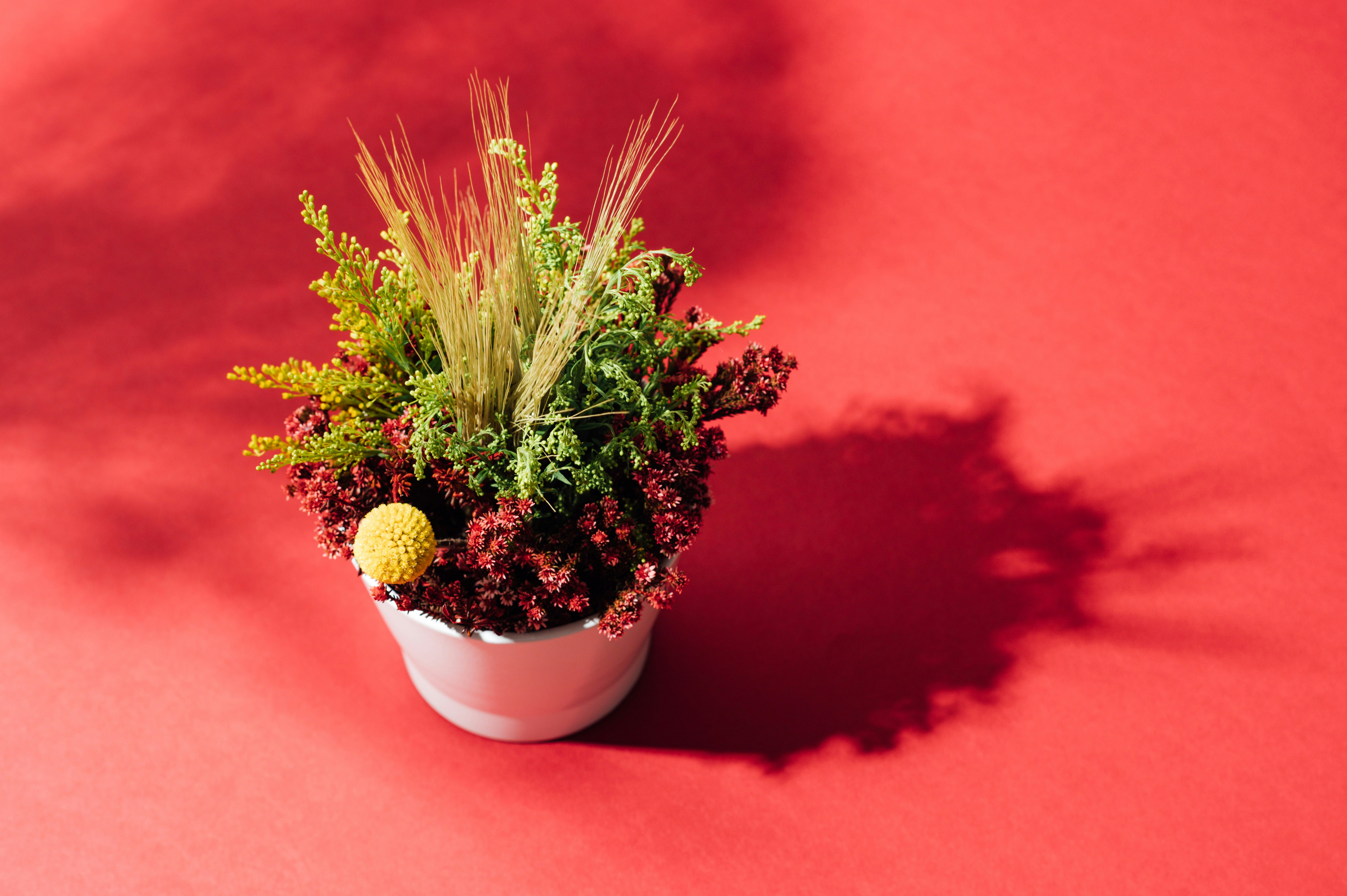 Crimson Backdrop, Quiet Bloom: A White Pot Still Life
