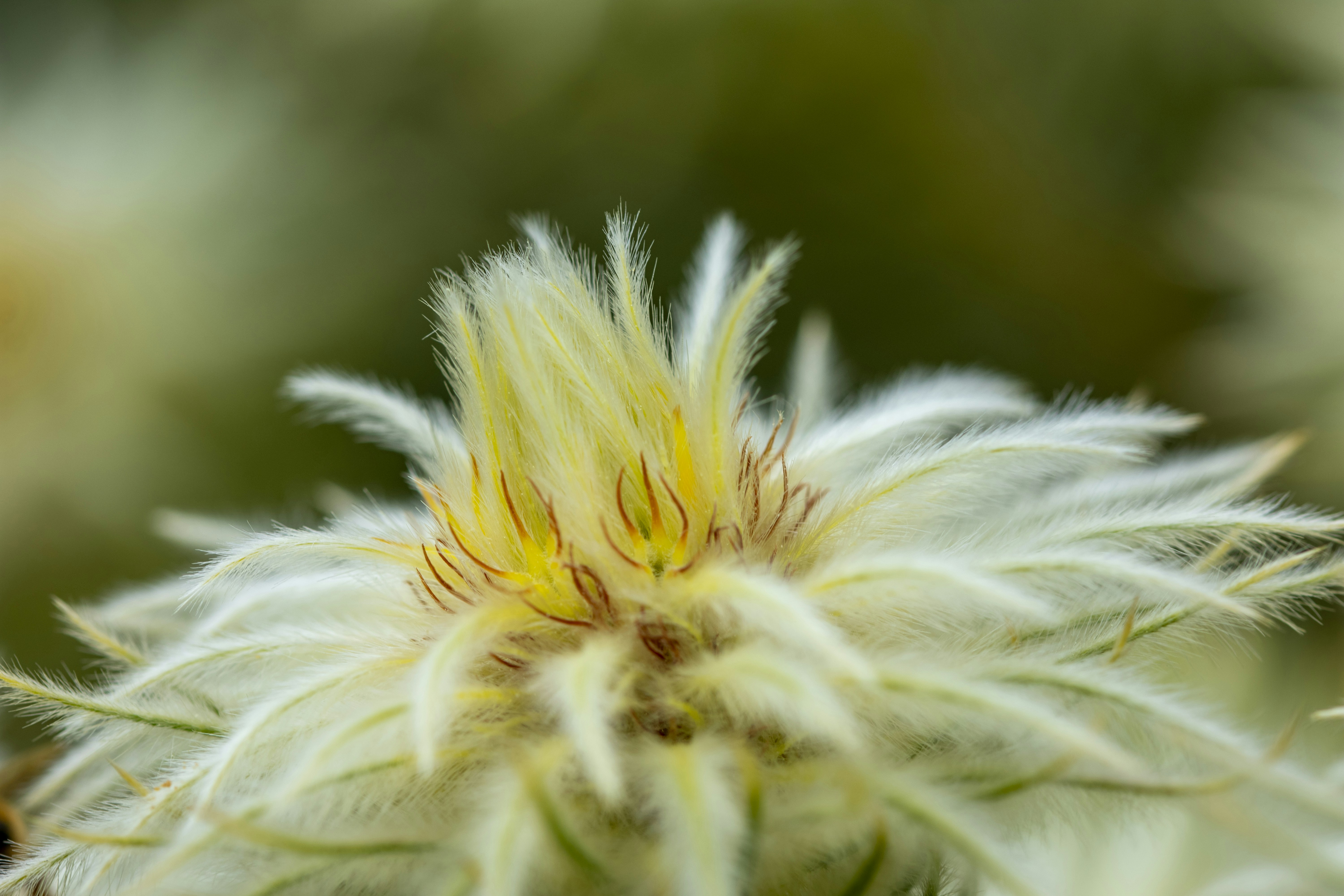 Cotton-Candy Bloom: a close-up of a fuzzy yellow-green bud unfurling