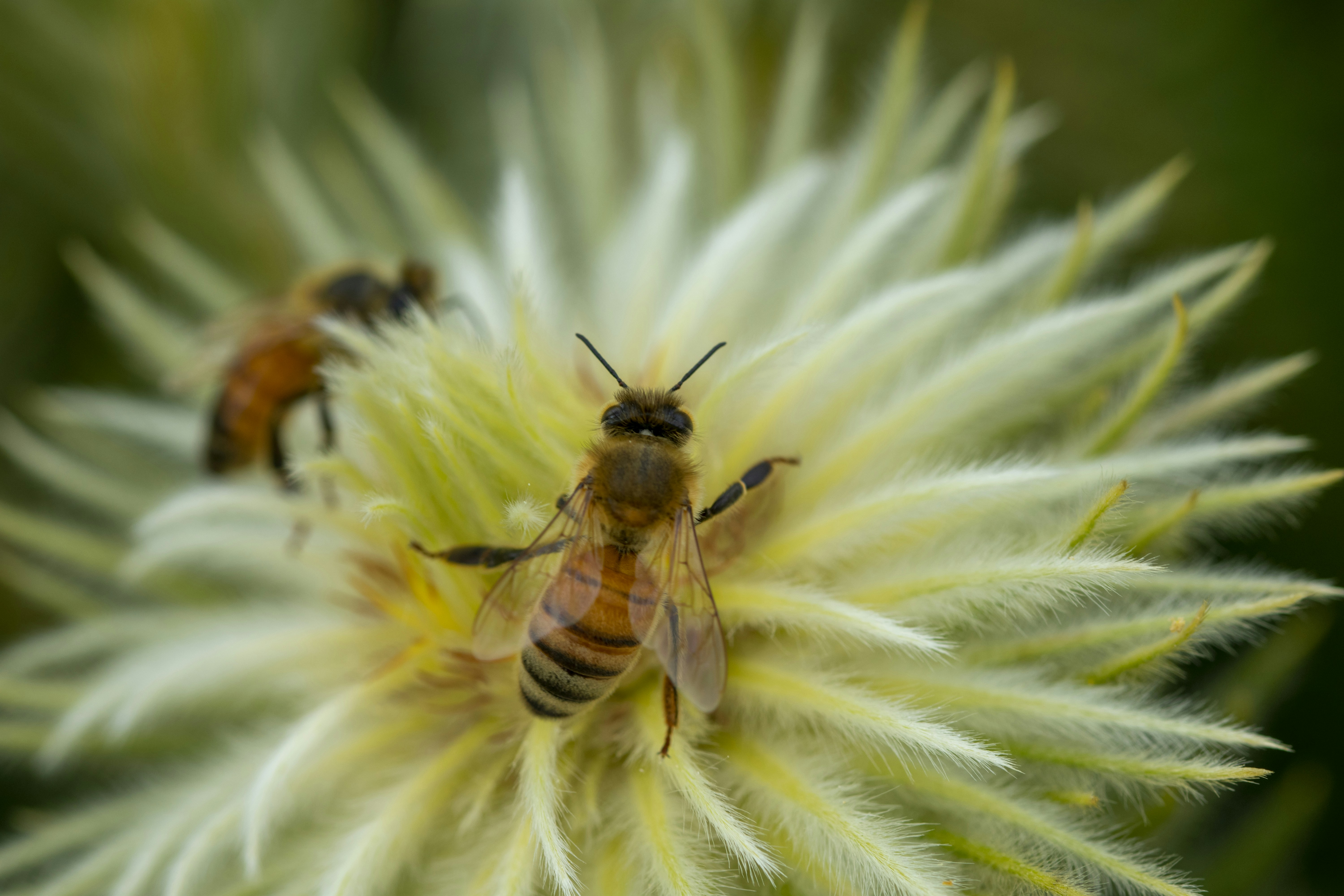 Golden Blossom Rendezvous: Bees Hover Over a Fuzzy Flower