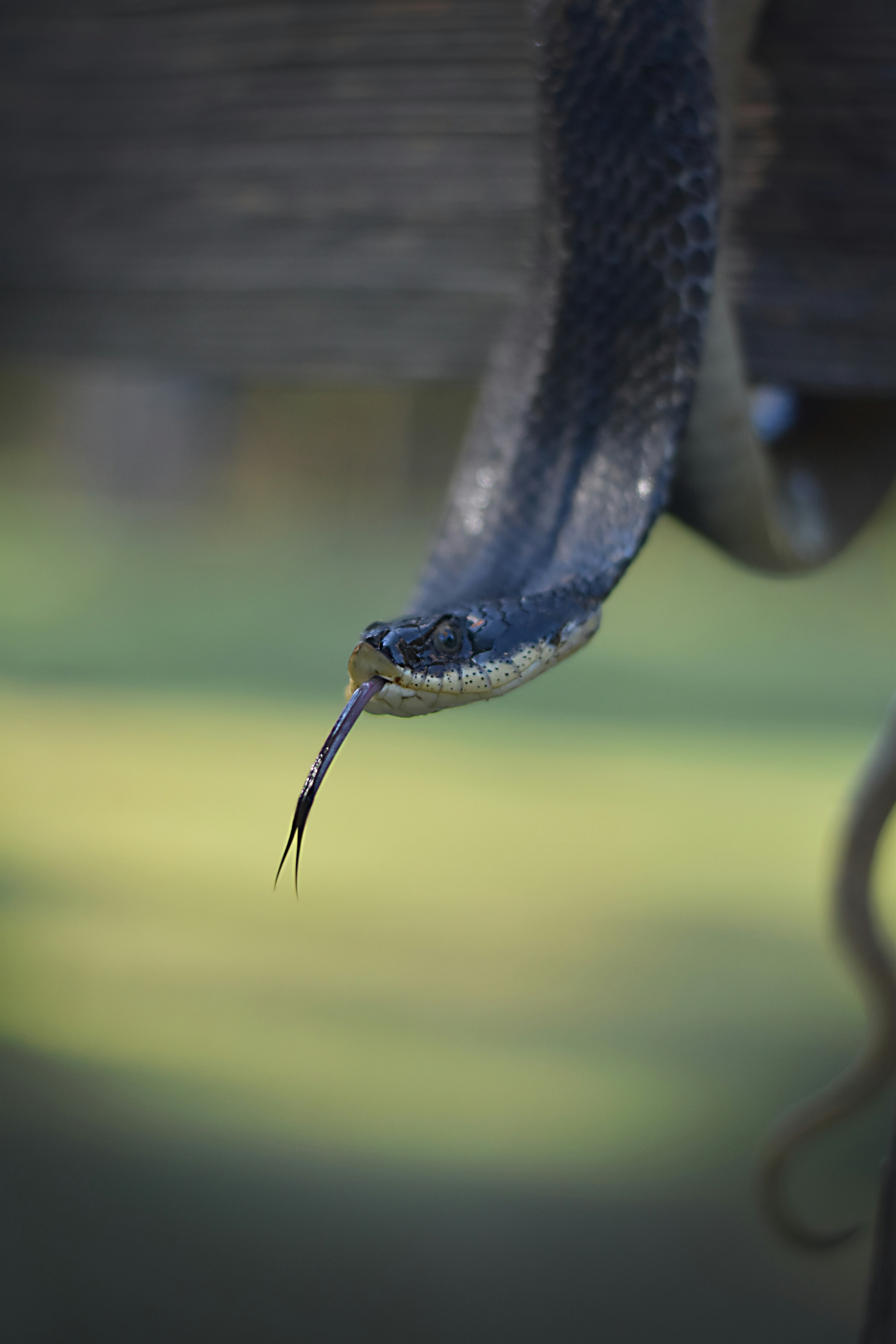 Black and gray snake on brown wooden plank photo – Free Animal Image on ...
