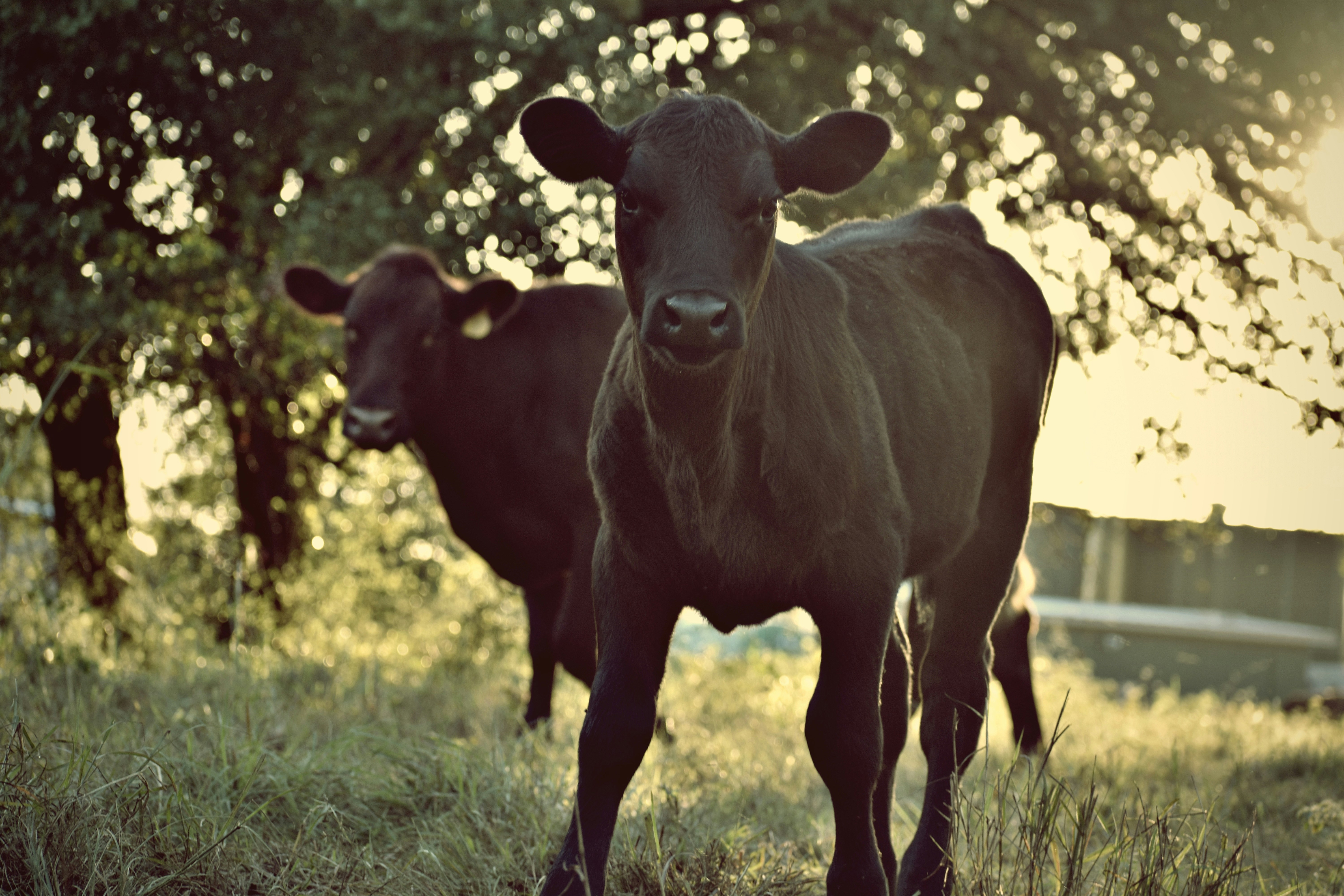 Two black calves standing in a sunlit field, surrounded by greenery and soft shadows. The warm glow enhances their curious expressions.