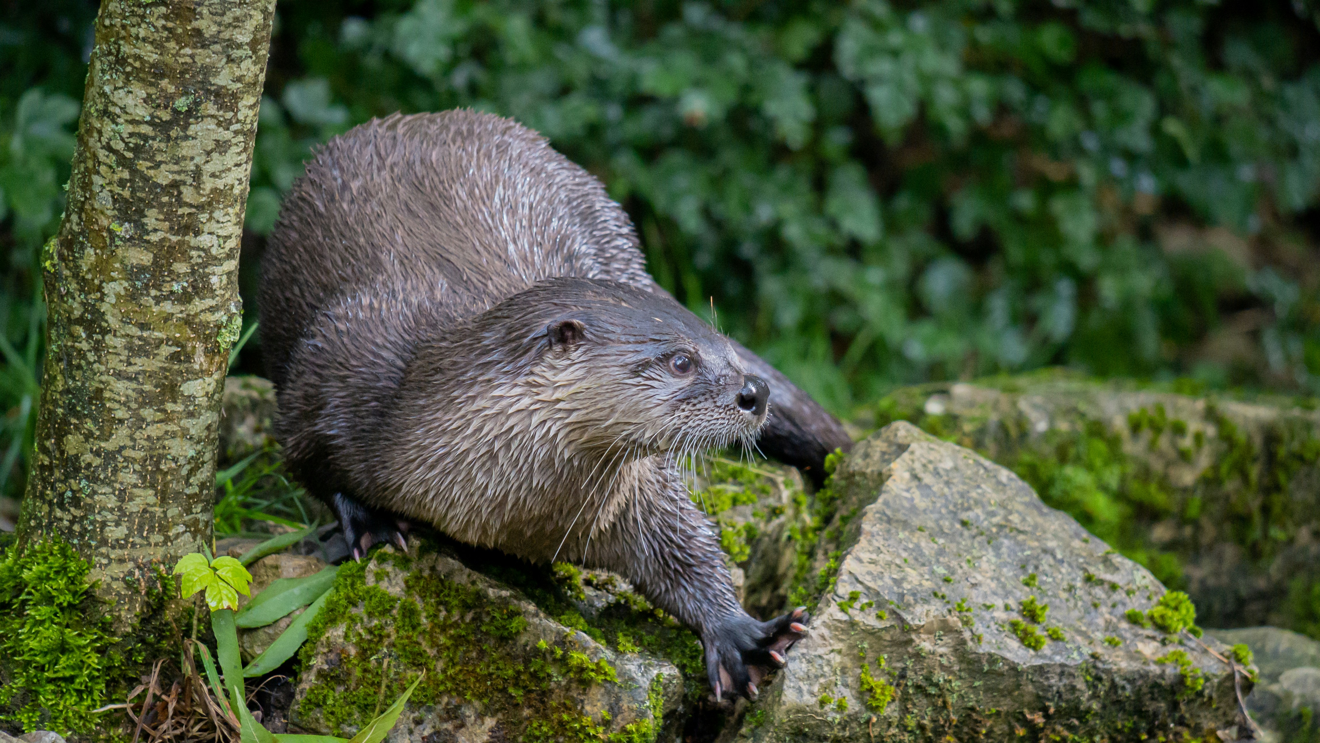 Otter on mossy rocks: alert getaway on a forest bank