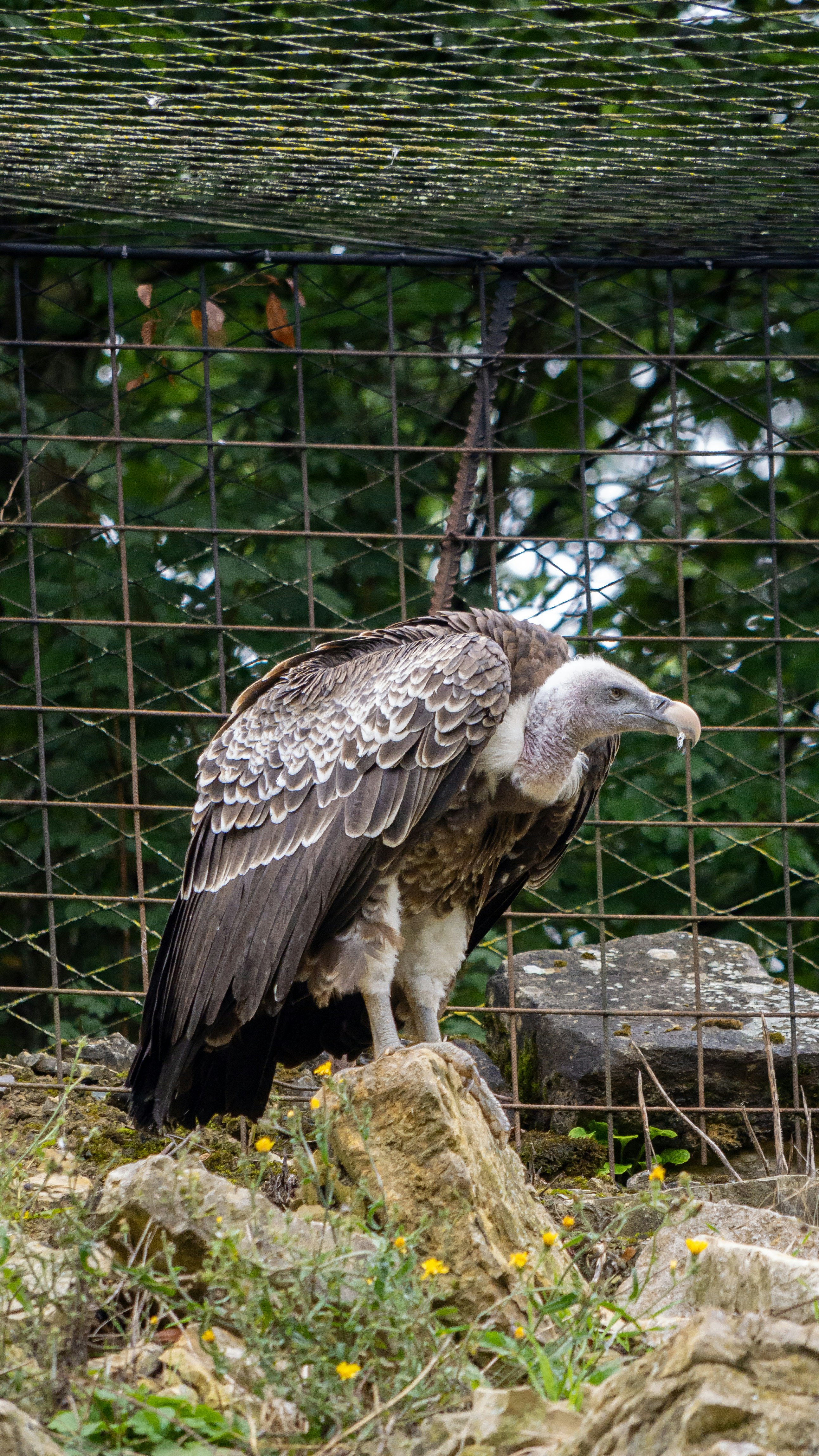 Raptor at the Fence: A Gyrfalcon-like Bird Poised on Weathered Rocks