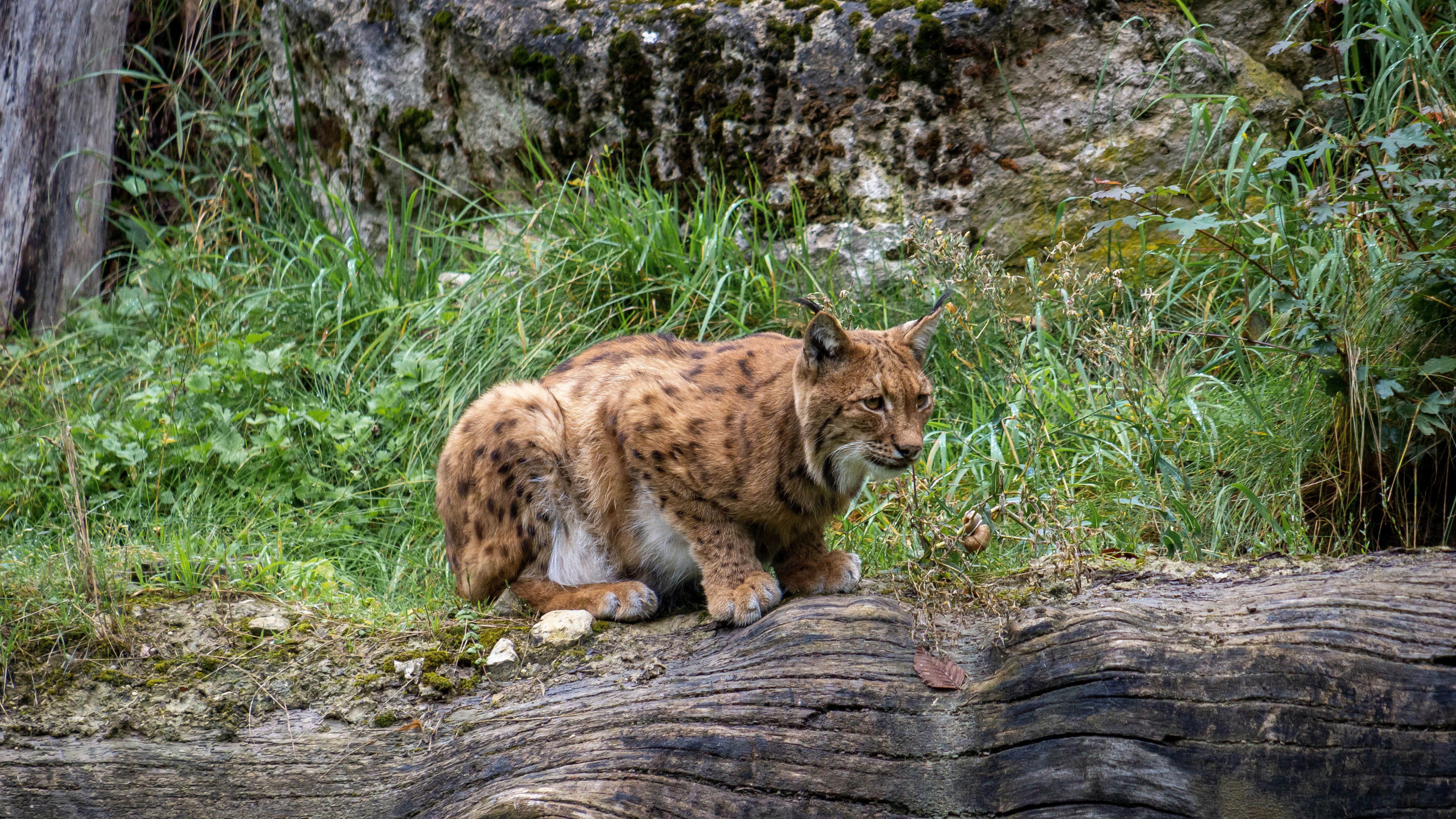 Lynx poised on a log, surrounded by lush greenery and rocky terrain, showcasing its keen hunting instincts.