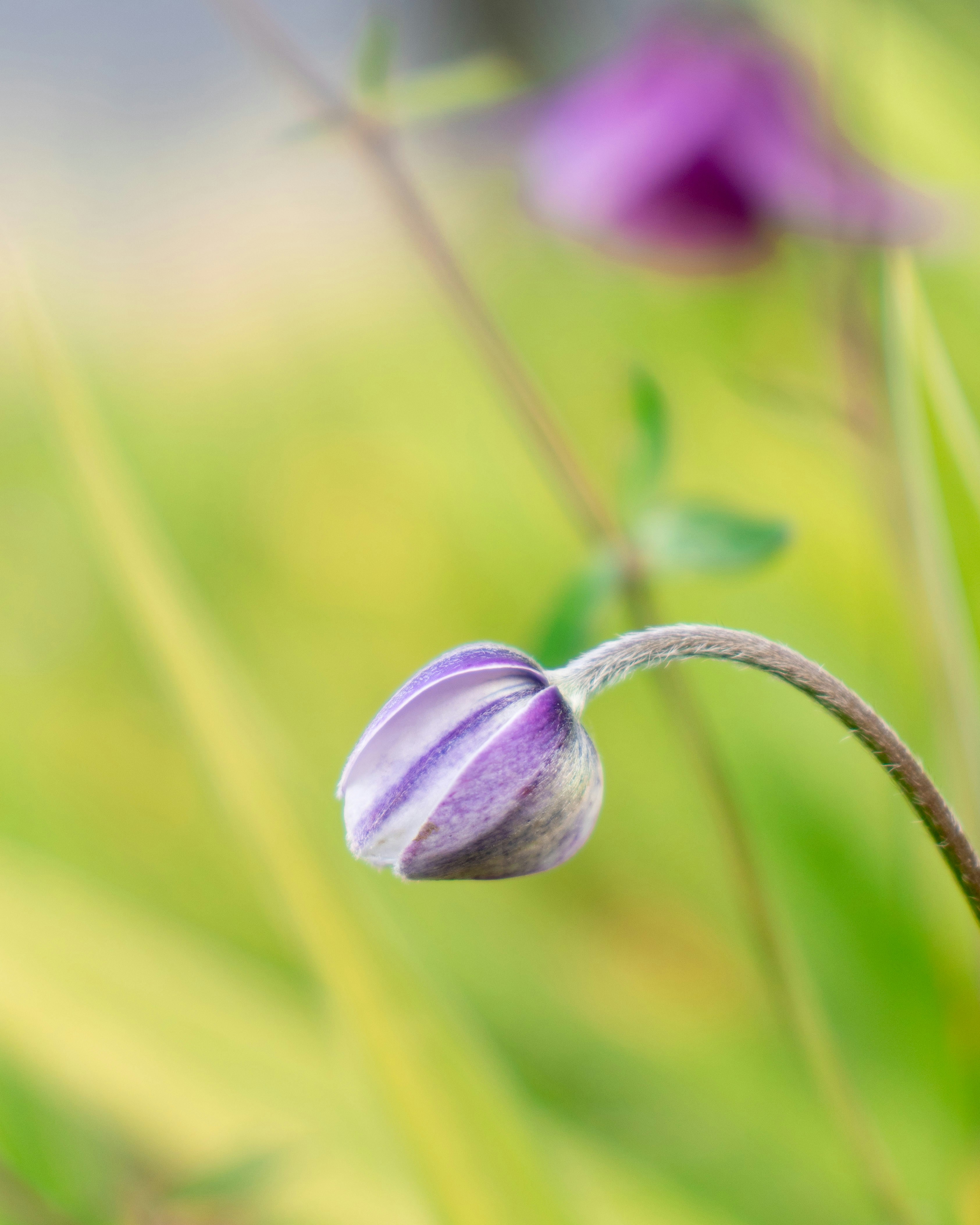 Foto Capullo de flor blanca y morada en fotografía macro – Imagen ...
