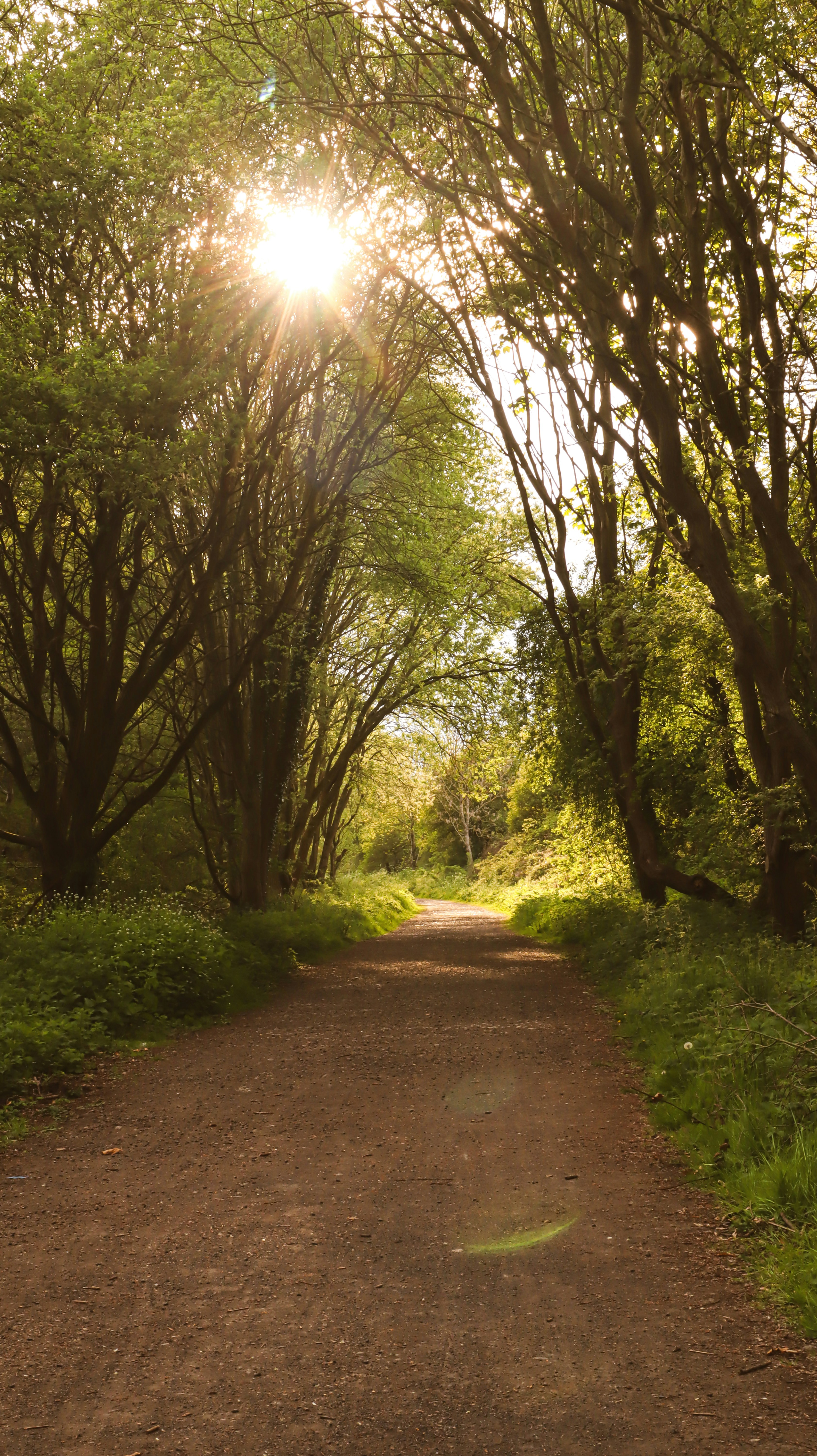 A serene dirt path winding through a lush forest, illuminated by sunlight filtering through the trees.