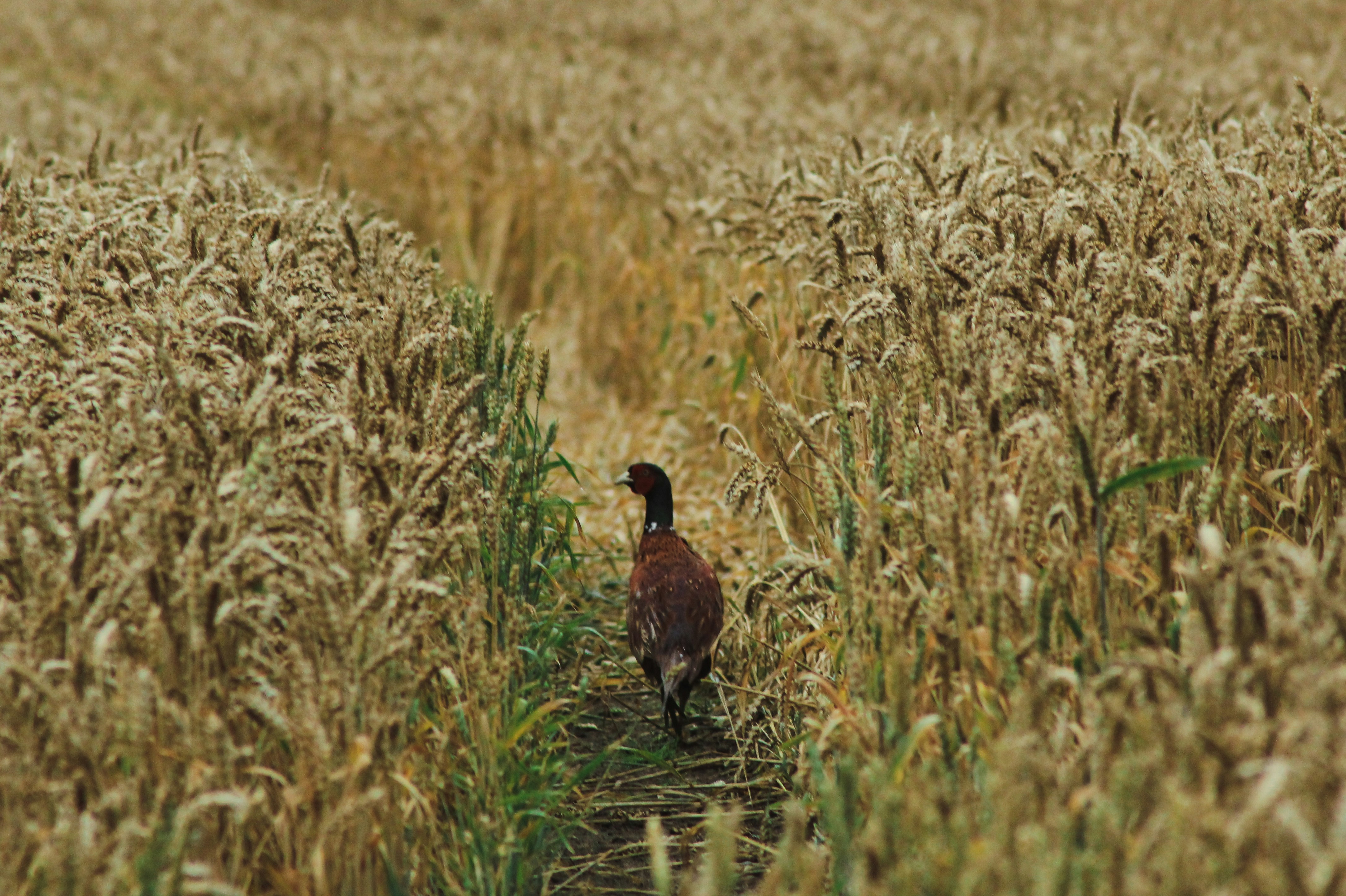 A solitary waterfowl threads a sunlit wheat corridor
