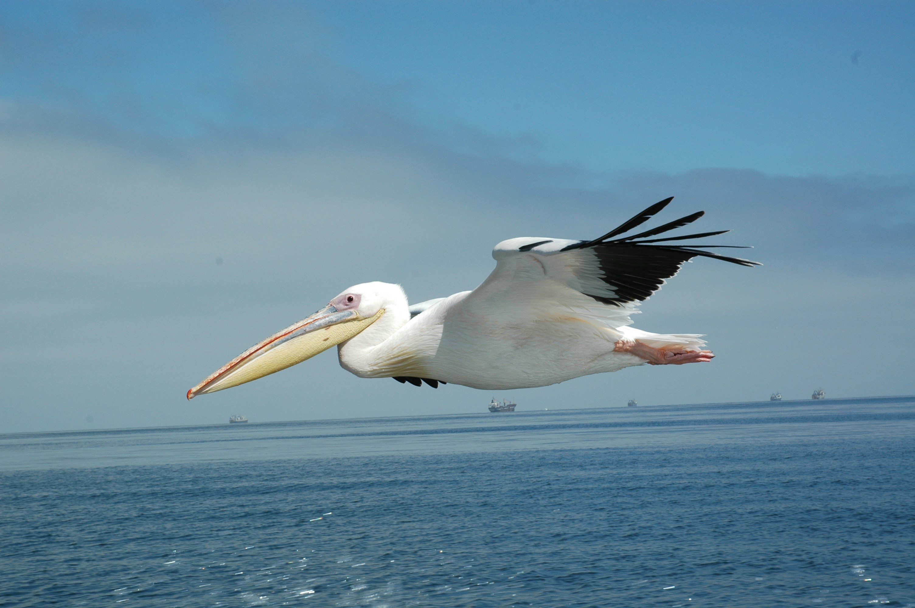 Winged Glide Over a Cerulean Sea: A Pelican in Flight