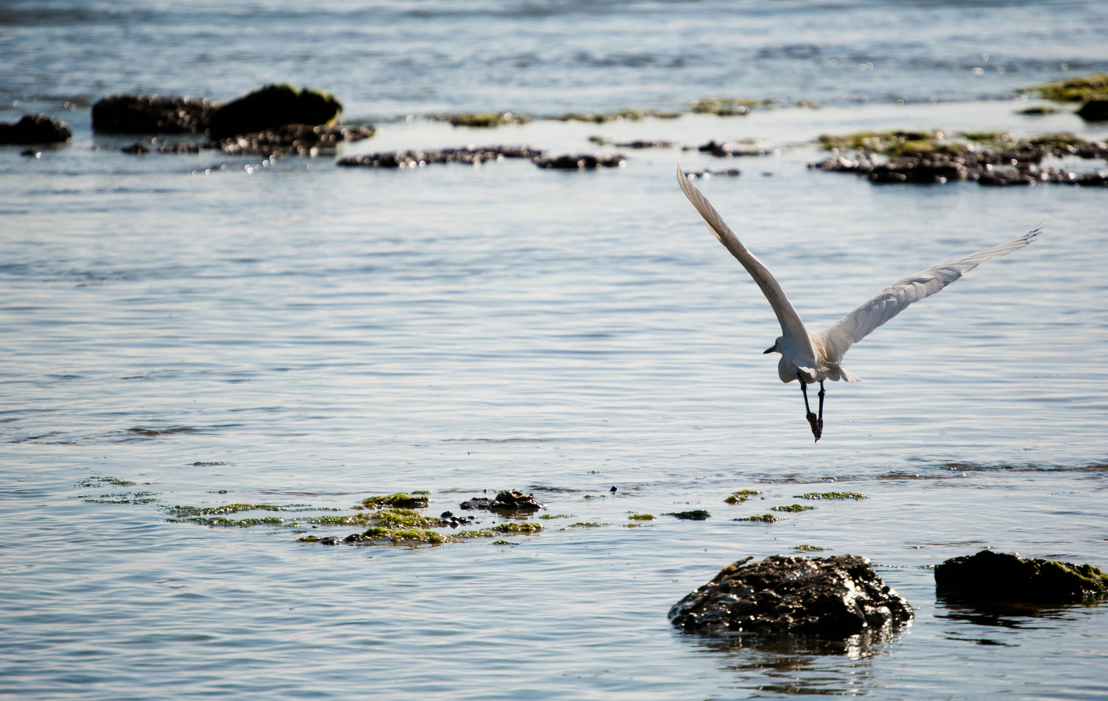 White bird flying over body of water during daytime photo – Free Île de ...