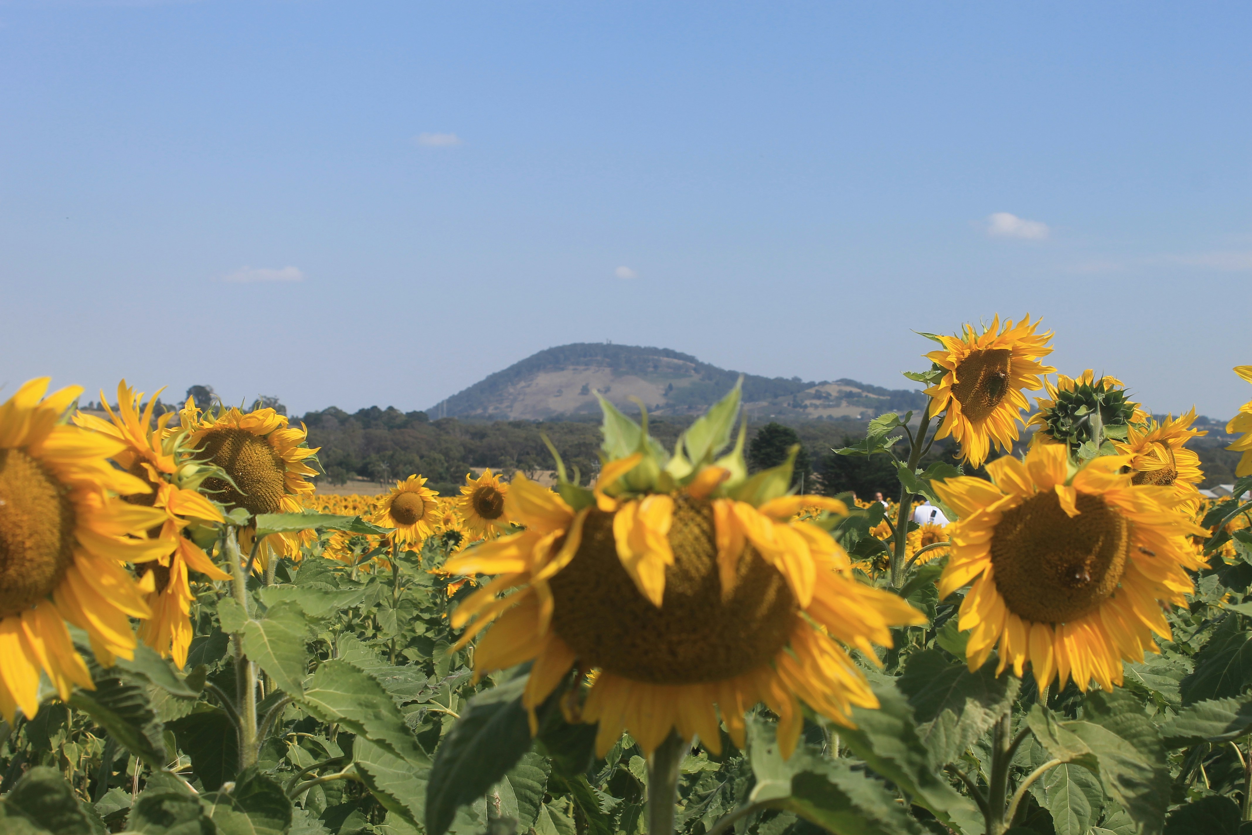 Golden Sunflowers Crown the Field Under a Distant Hill