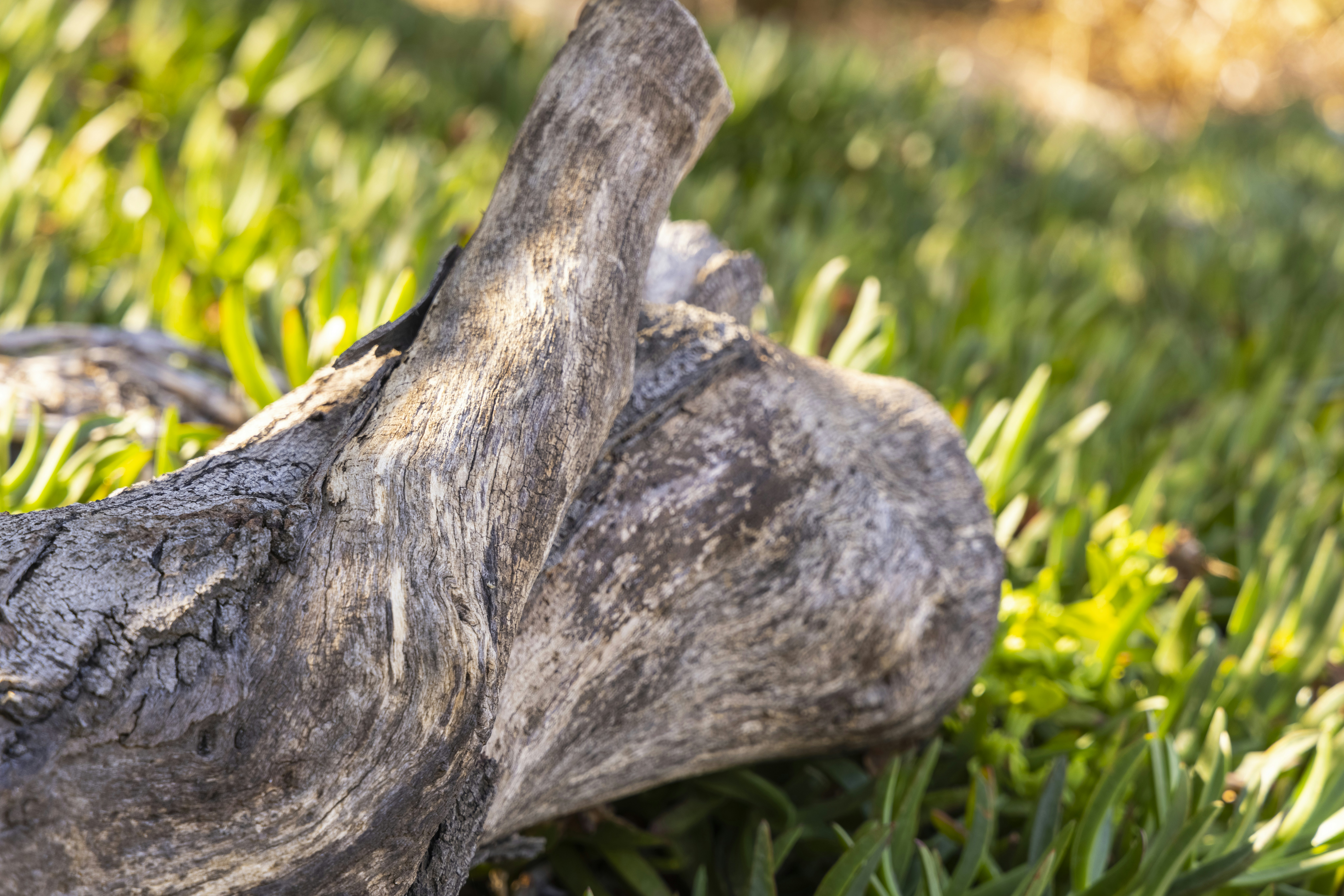 an old tree stump on the lawn