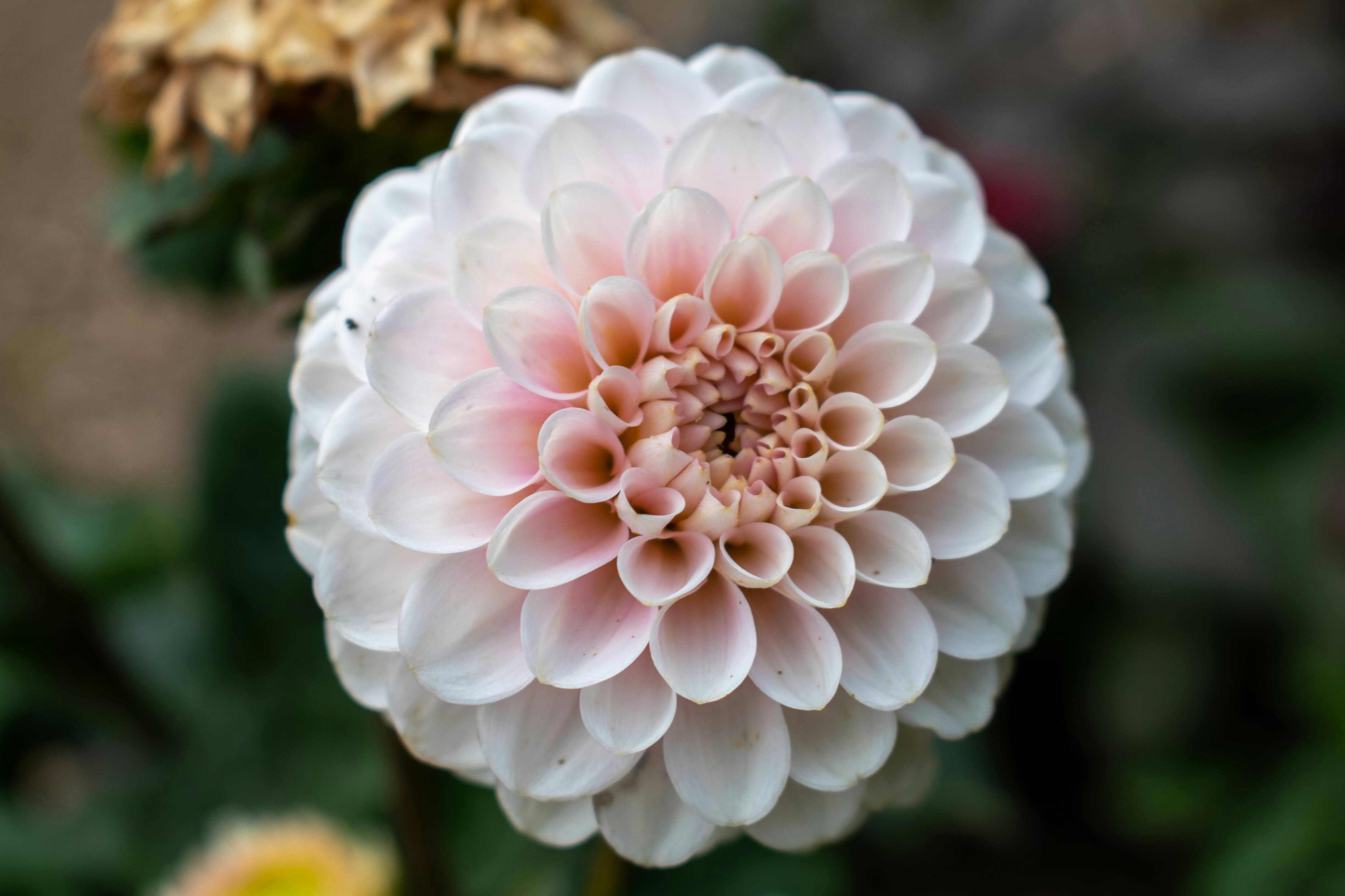 Petal Geometry: Pale Dahlia Center in Soft Light