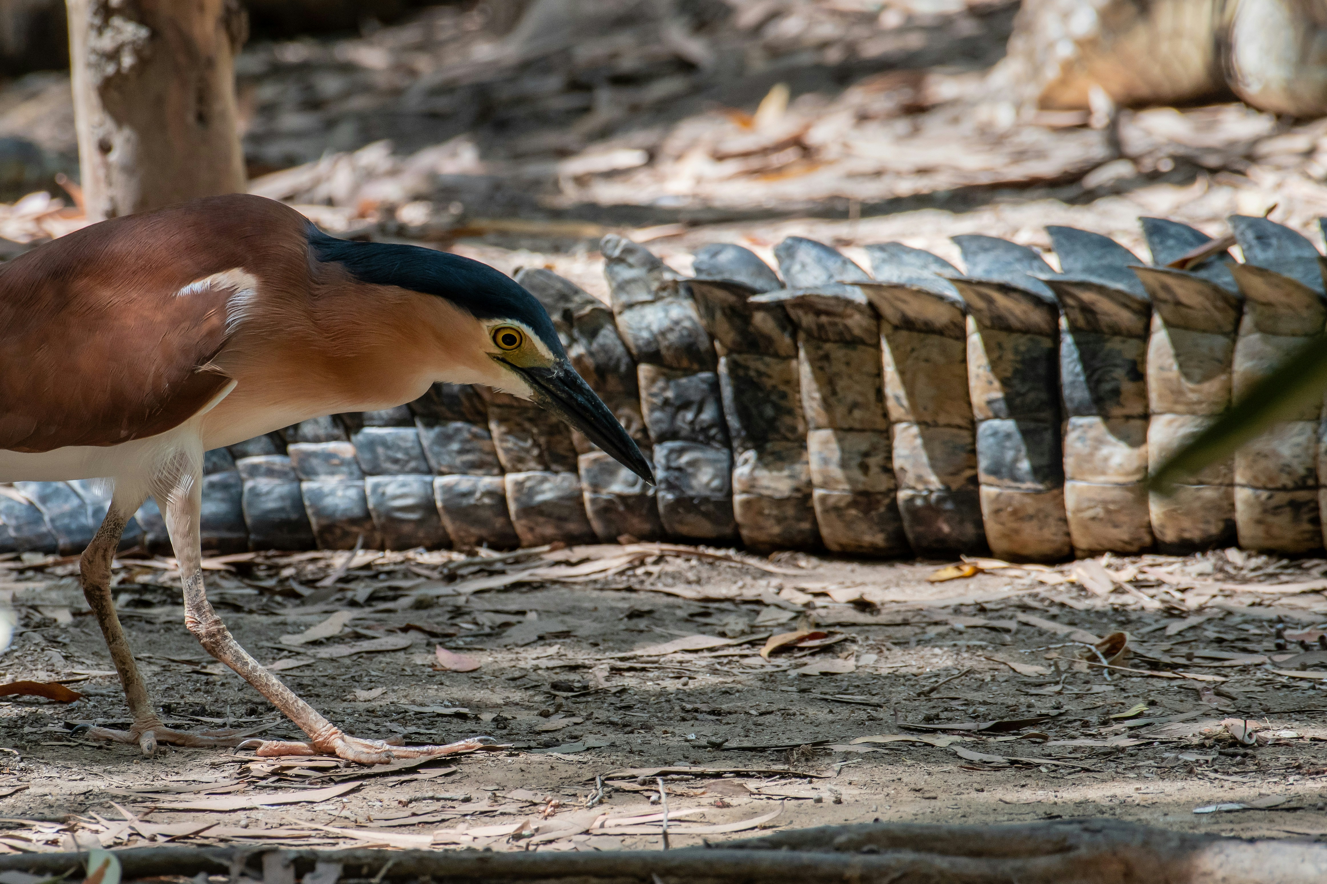 Amber-tinged Heron by a Weathered Log: A Quiet Ground-level Encounter