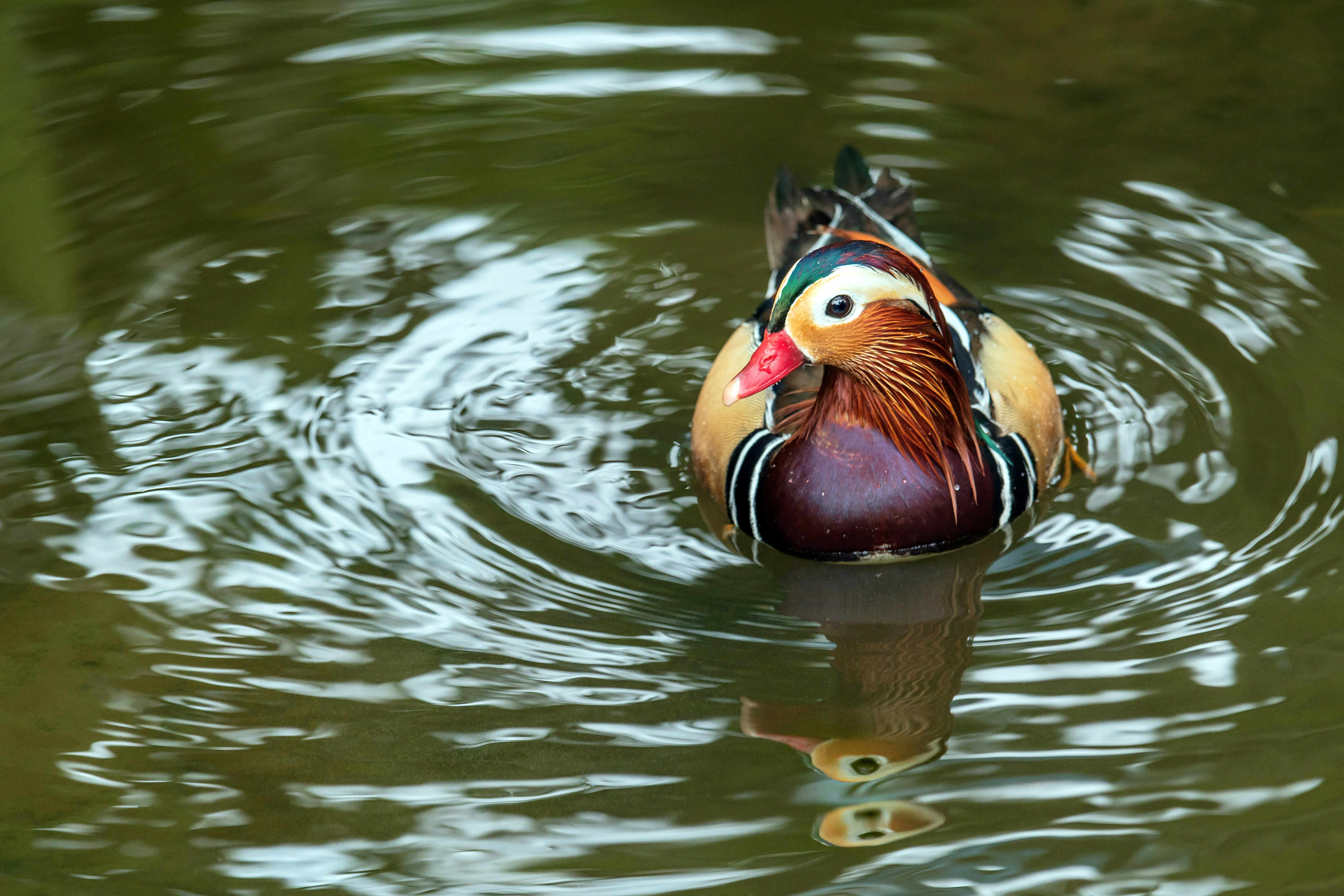 A male Mandarin Duck enjoys a swim at Birdworld in Kuranda Australia.