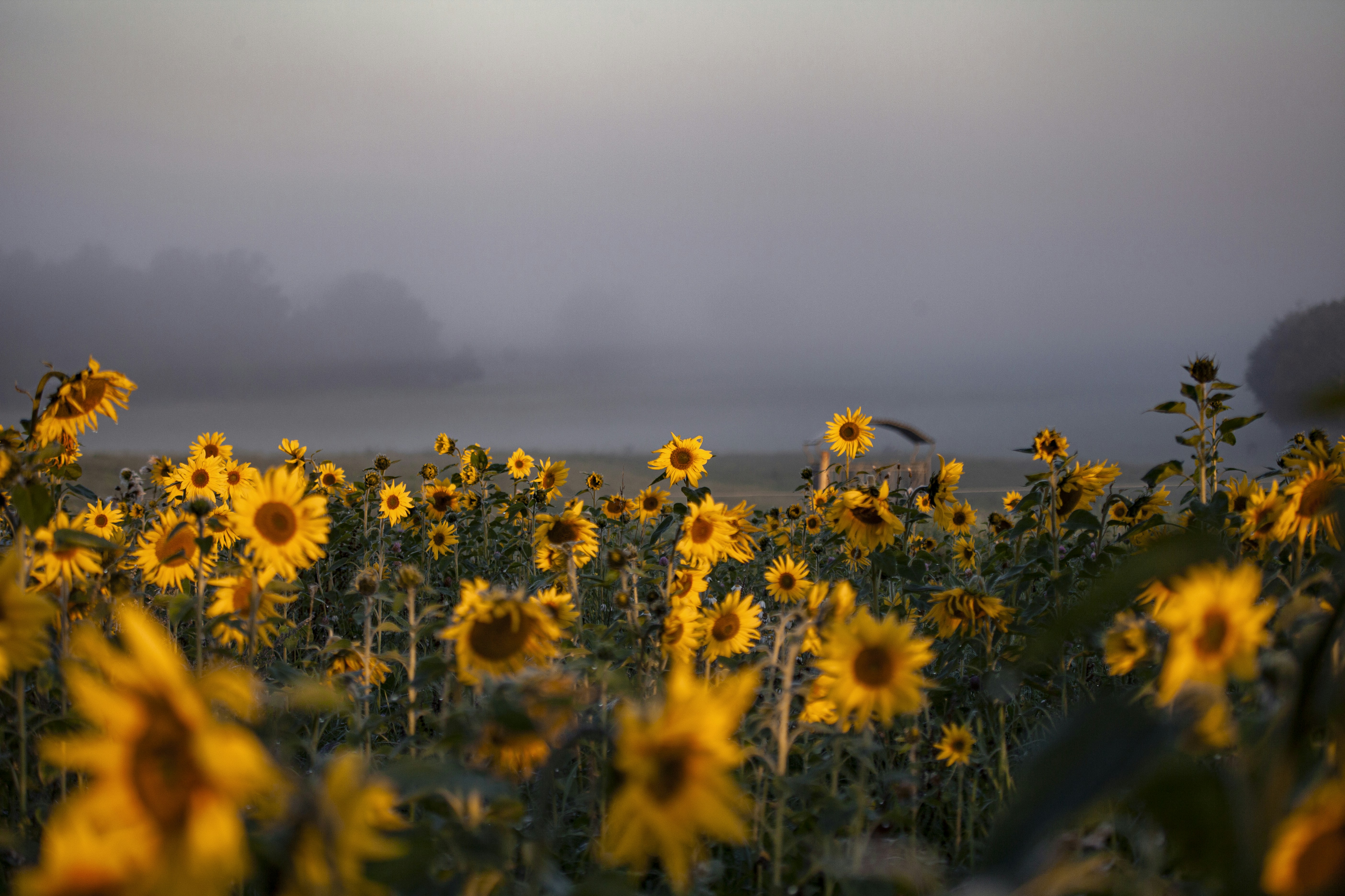 Golden Dawn Among the SunflowersLouise Pilgaard